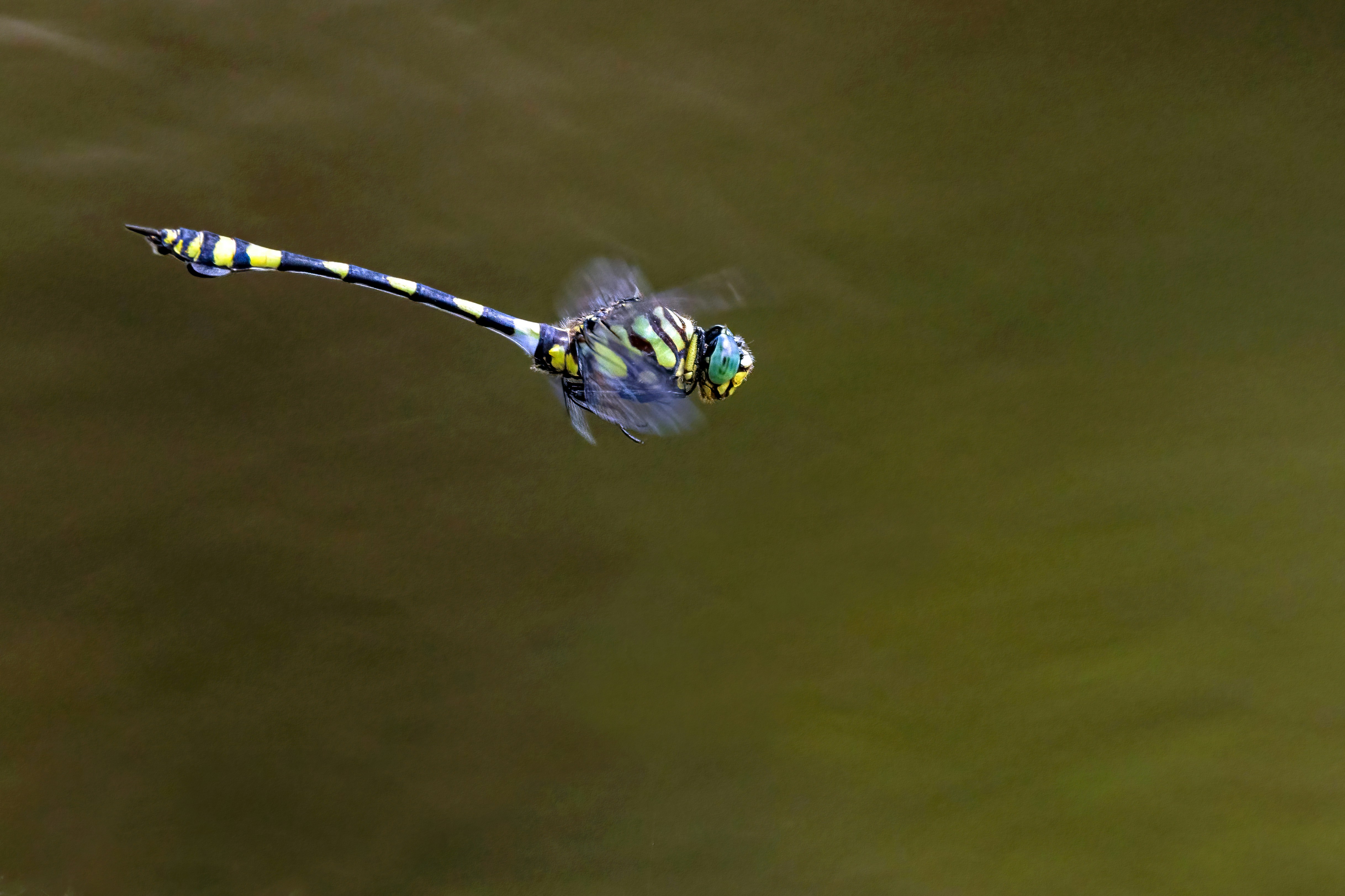 A dragonfly flying at Freshwater Lake in Cairns, Australia. Australian Tiger dragonfly, Ictinogomphus australis.