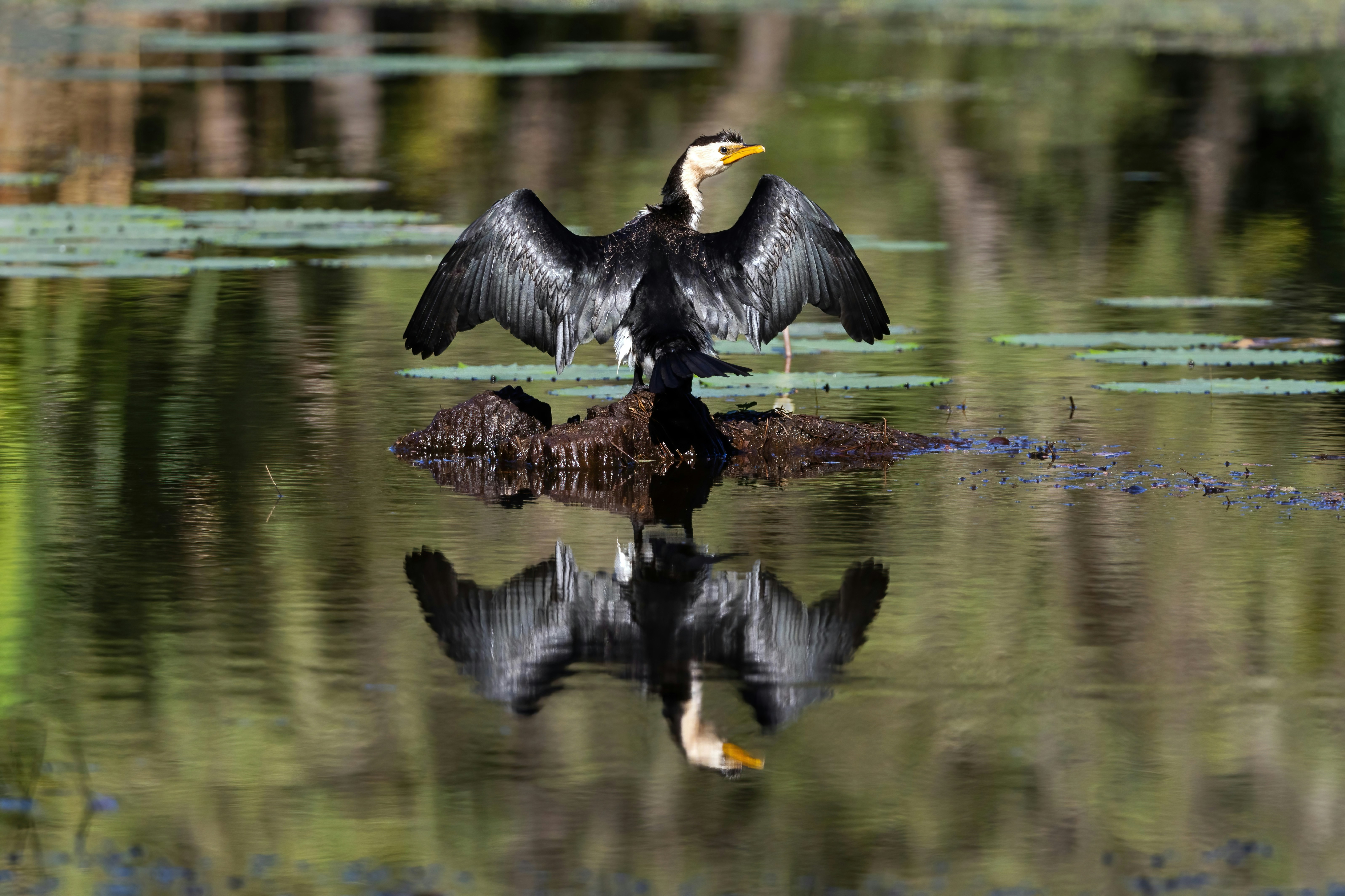 A Pied Cormorant dries out it's wings at Freshwater Lake in Cairns, Australia. Late afternoon light.