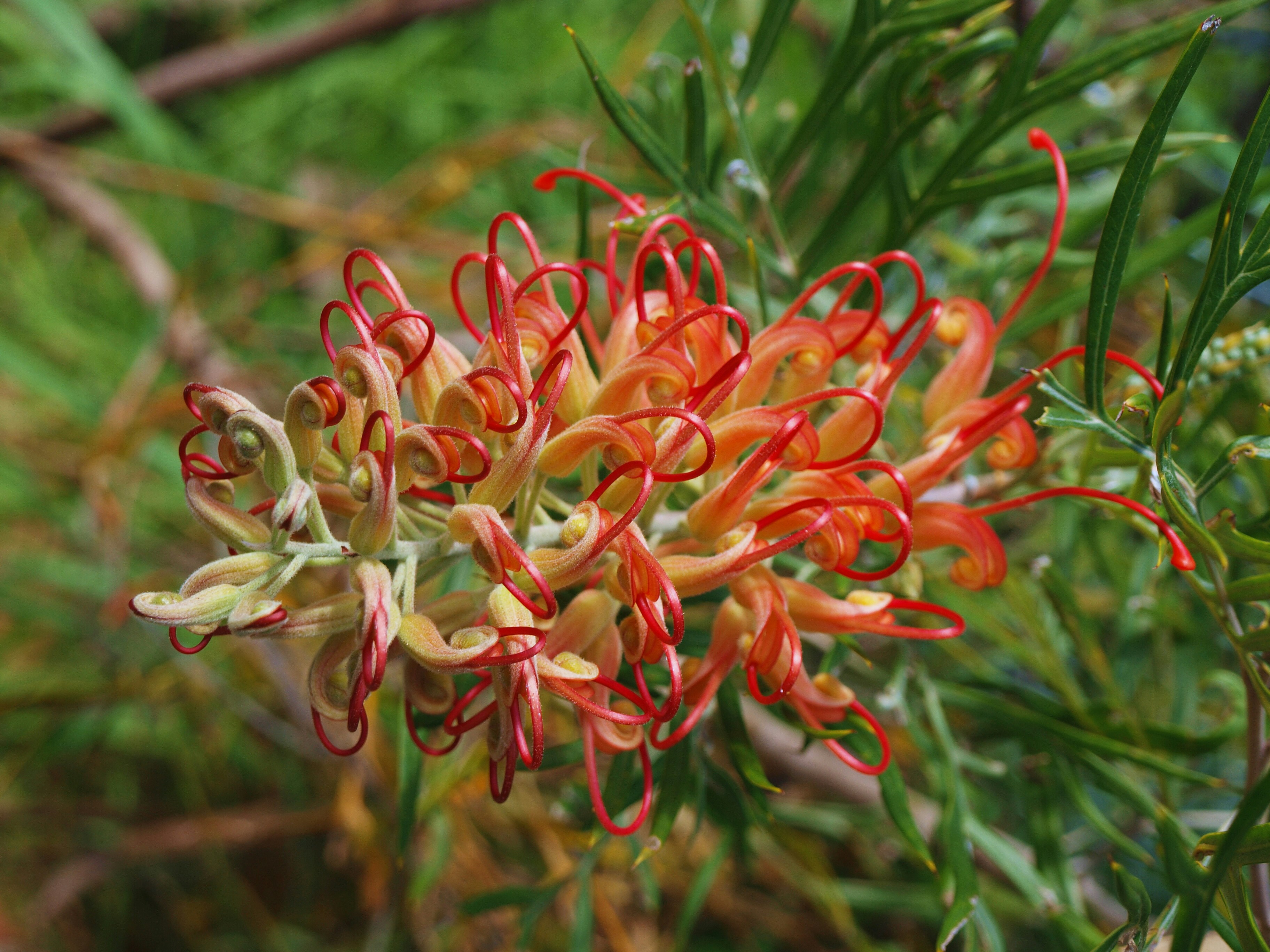 Australian Flowers Pictures | Download Free Images on Unsplash