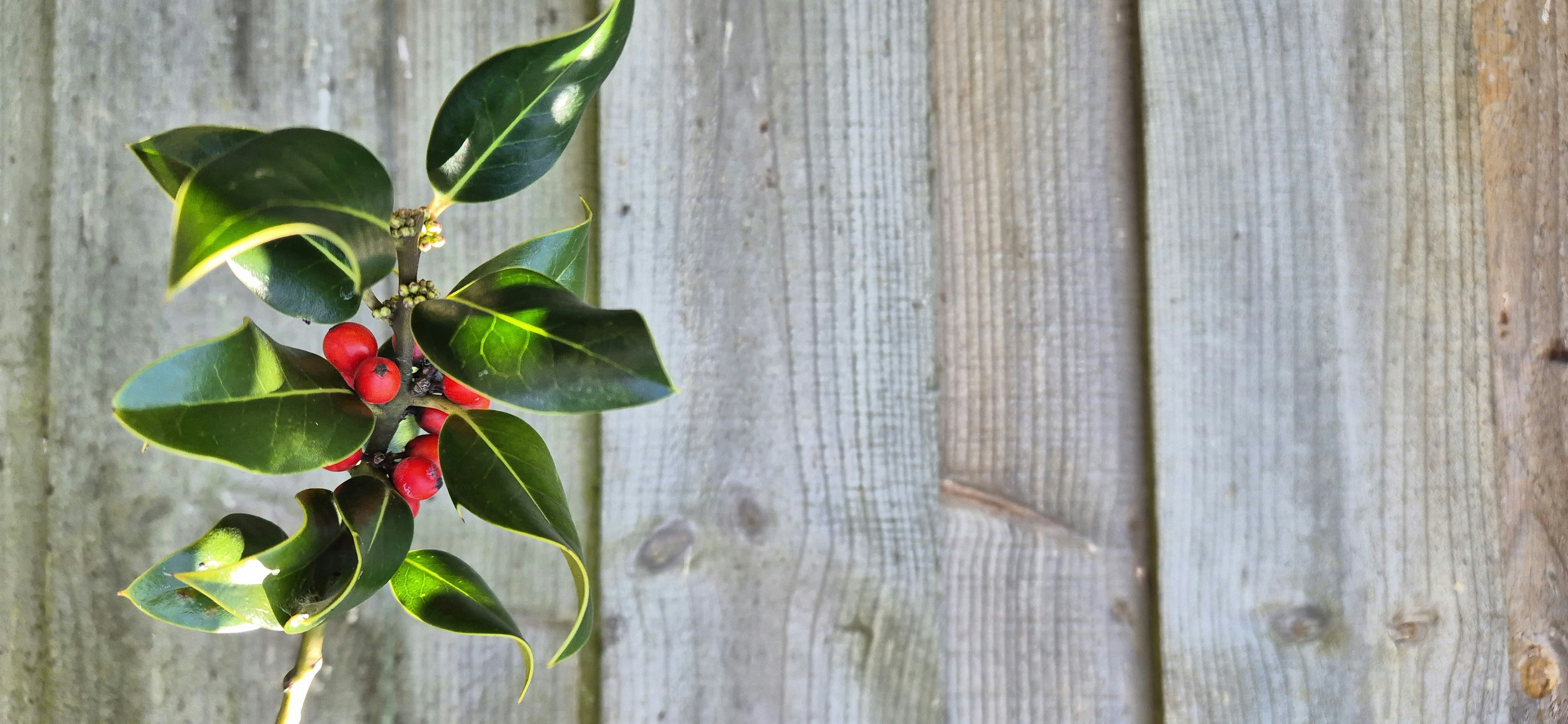 Red Berries on a Quiet Wooden Fence