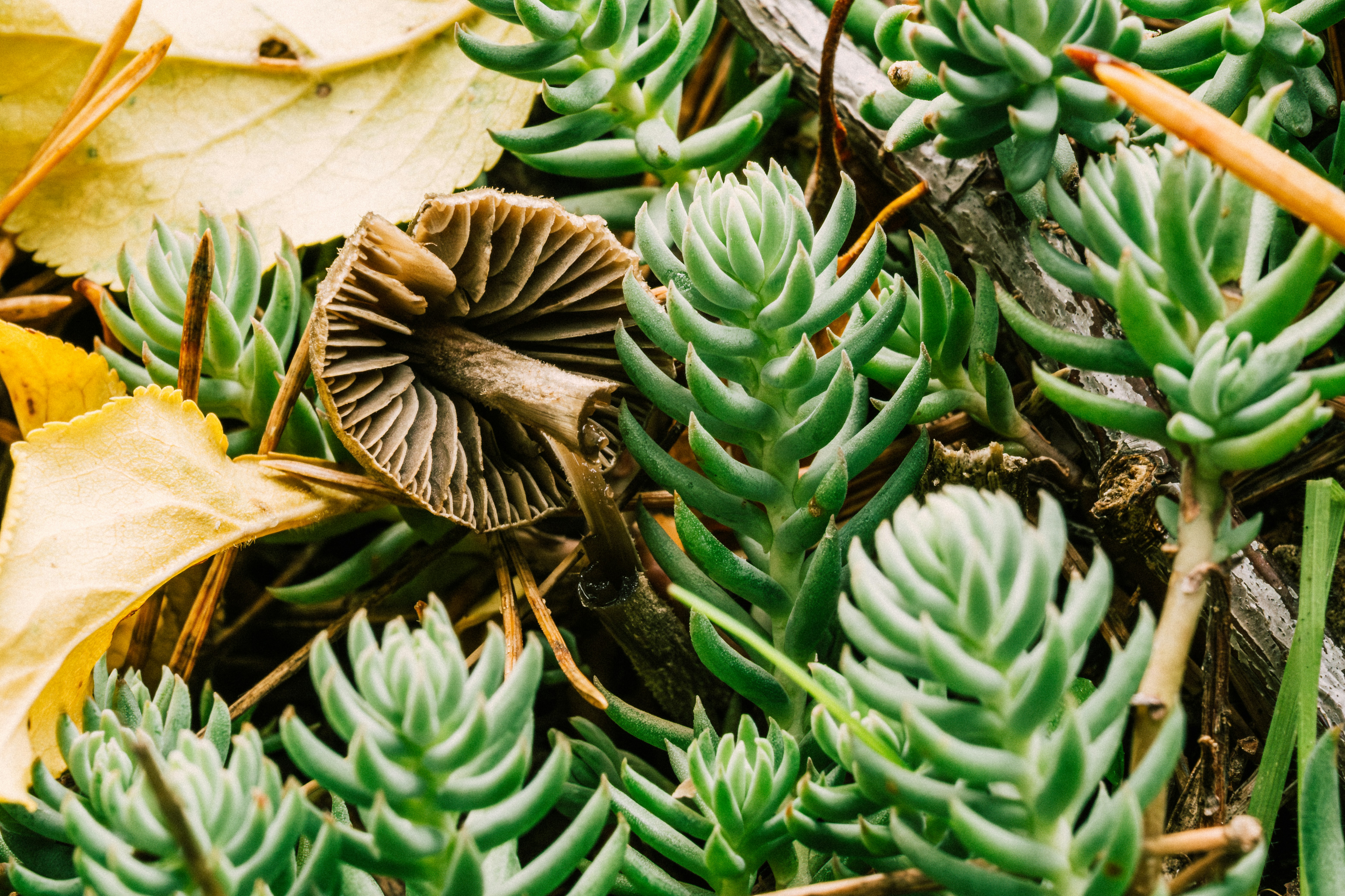 Hidden Mushroom Among Green Rosettes: A Close-Up Study in Texture and Color