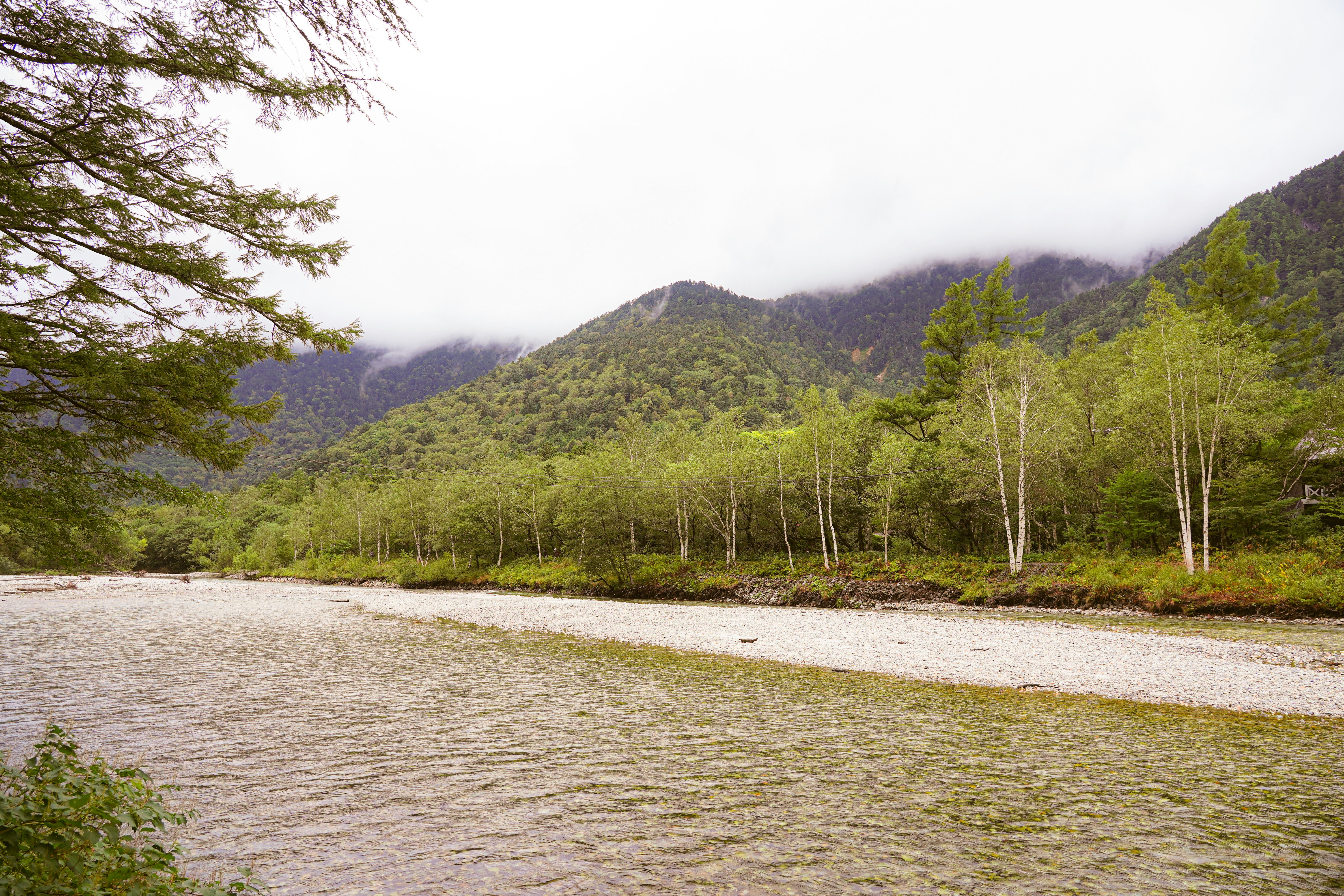 Serene Flow Through Emerald Canopy