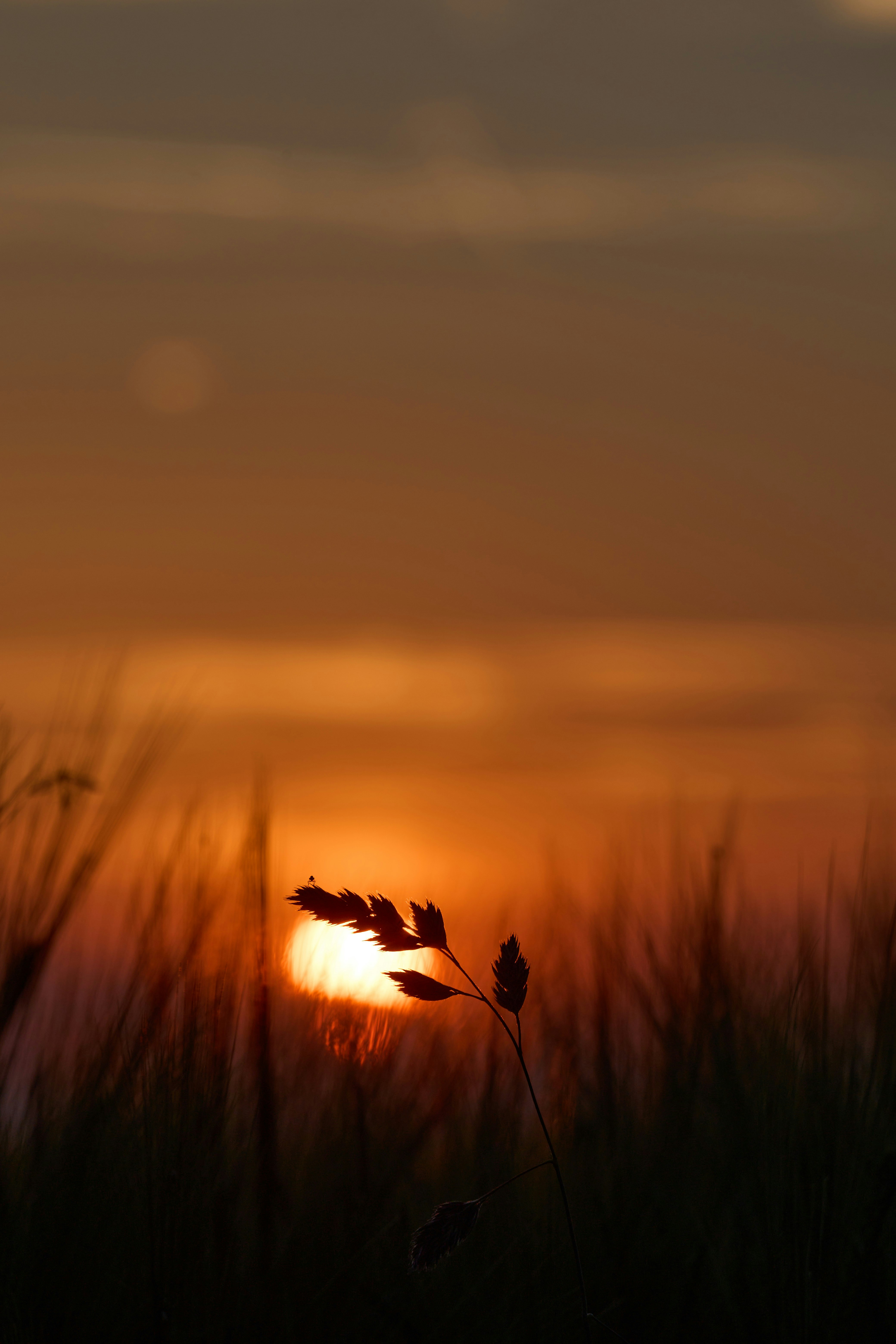 The sun is setting over a field of tall grass photo – Free Sunset Image ...