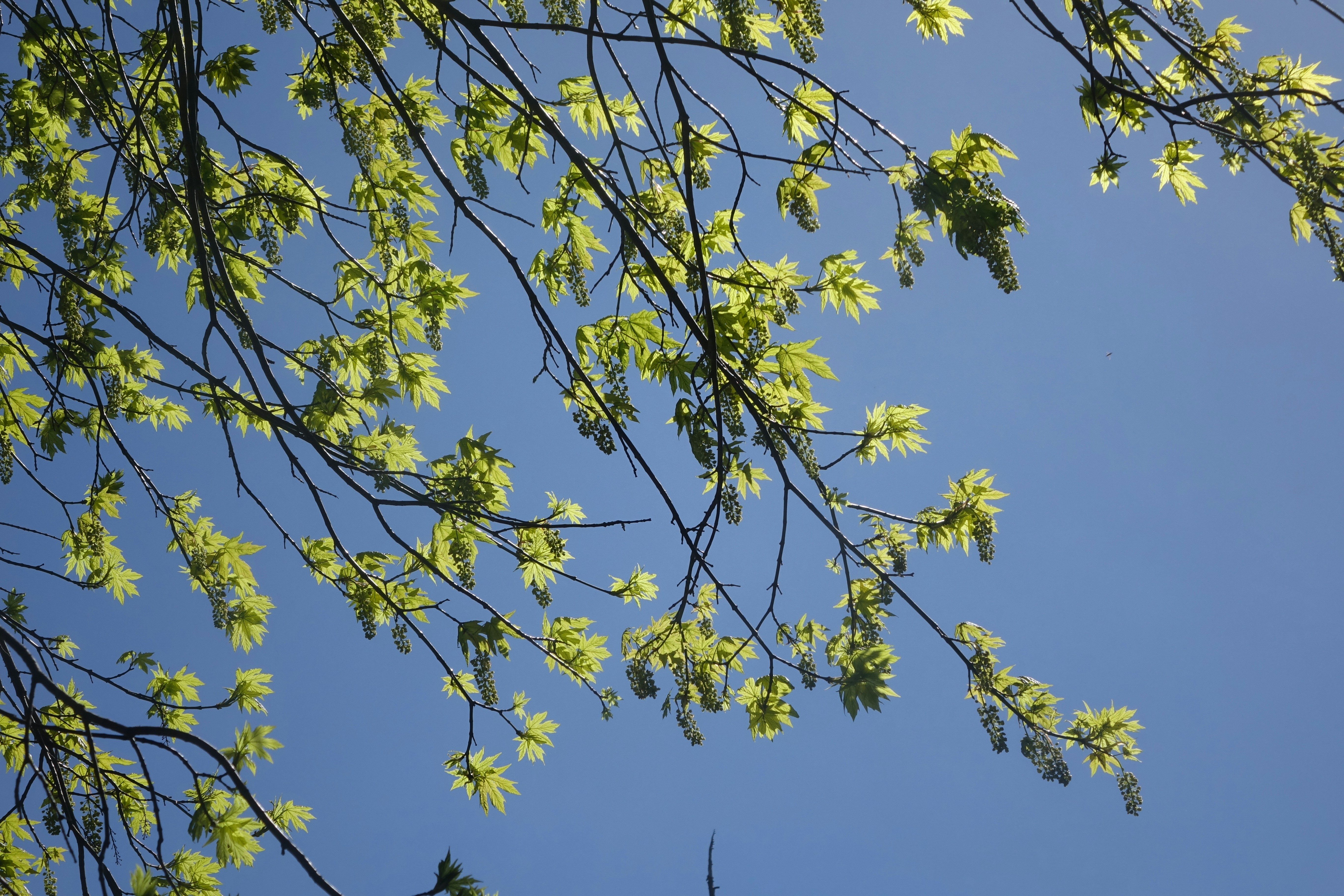 Photo by Arthur Tseng with Sony Cyber-shot RX10 II