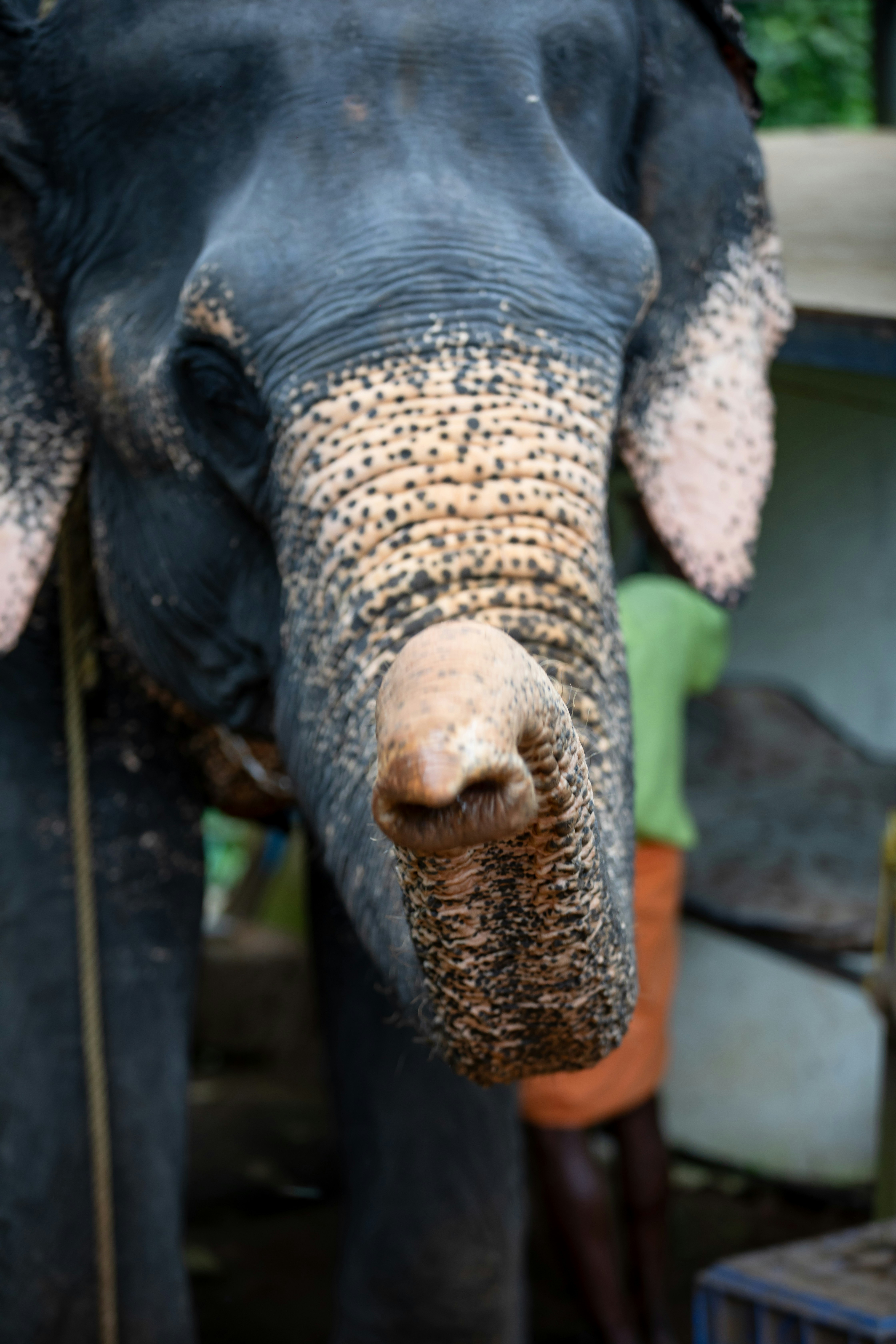Close-Up of an Elephant's Trunk and Face in Focused Frame