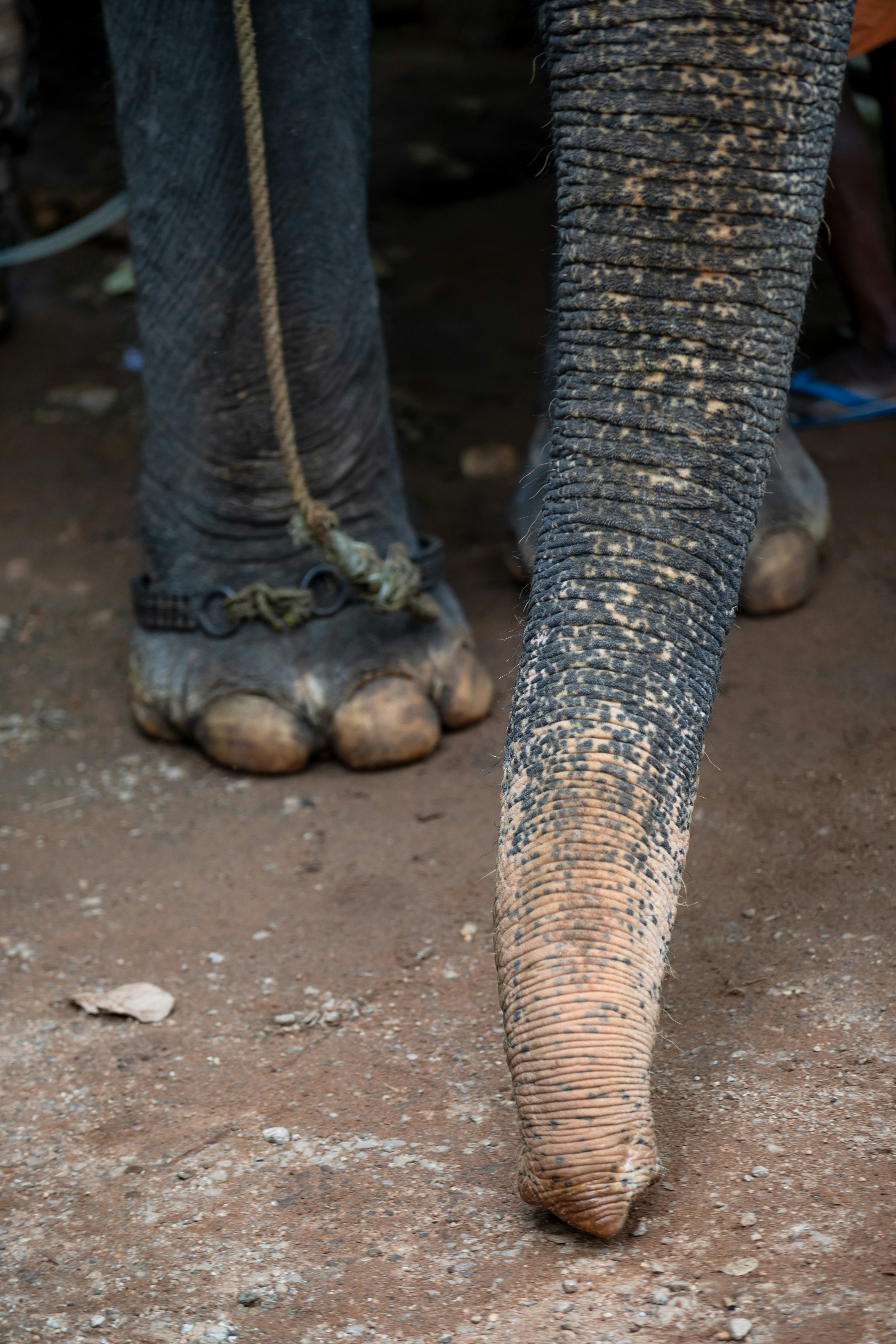 Dusty Footstep of a Corrugated Giant