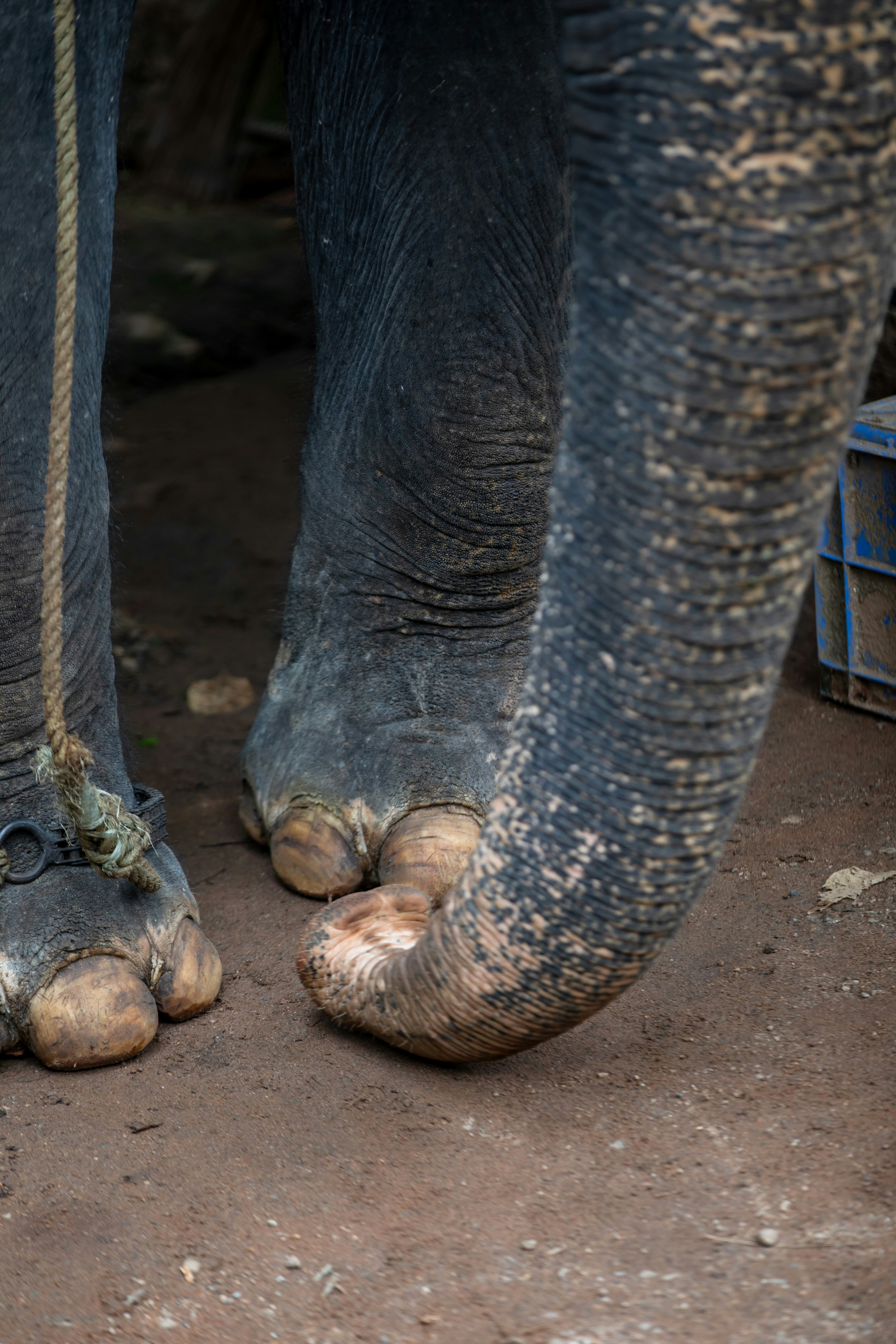 Ground-Level Quiet: Elephant Foot and Trunk in a Dusty Enclosure