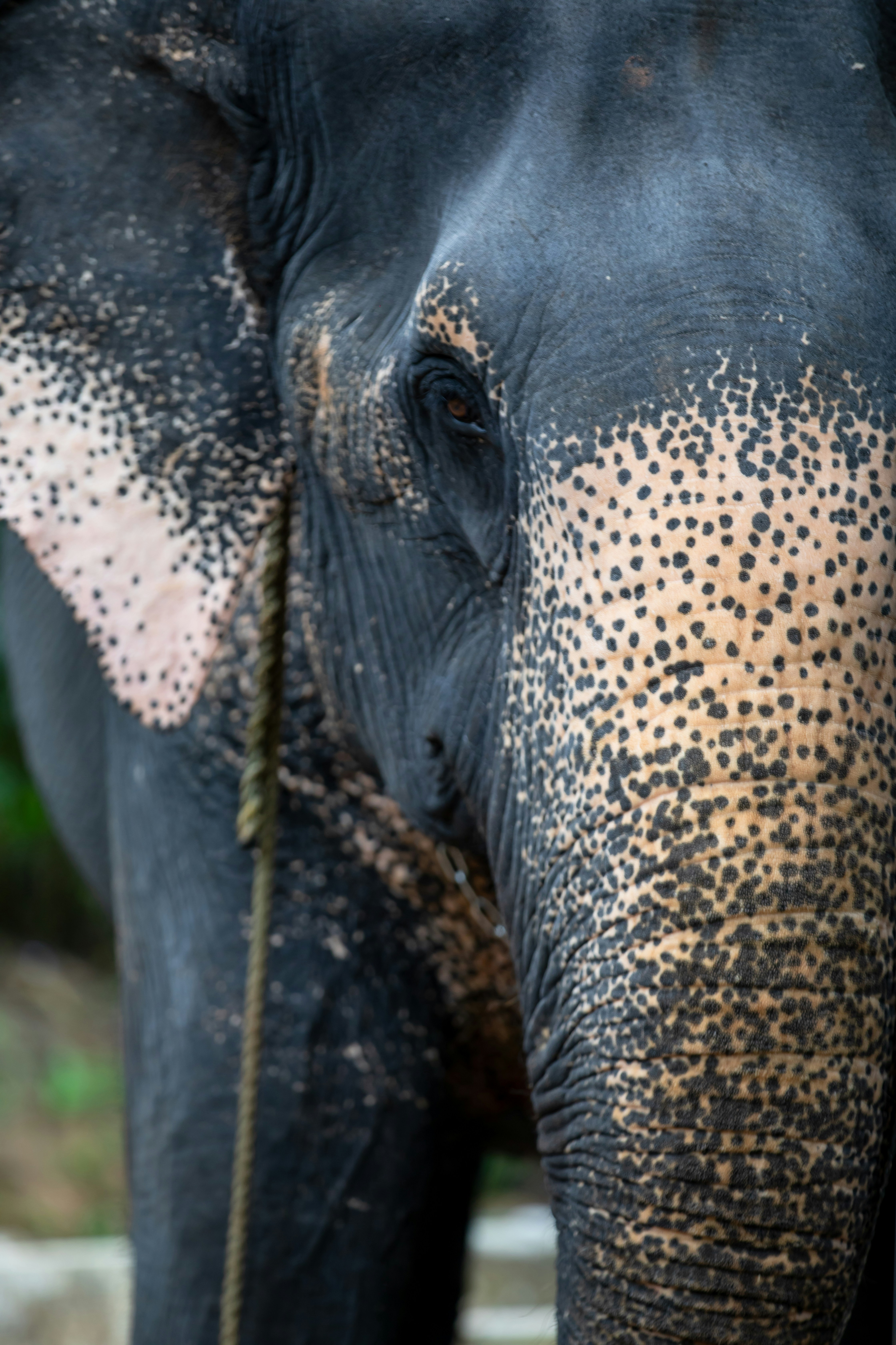 Close-up of a spotted elephant's textured face and eye