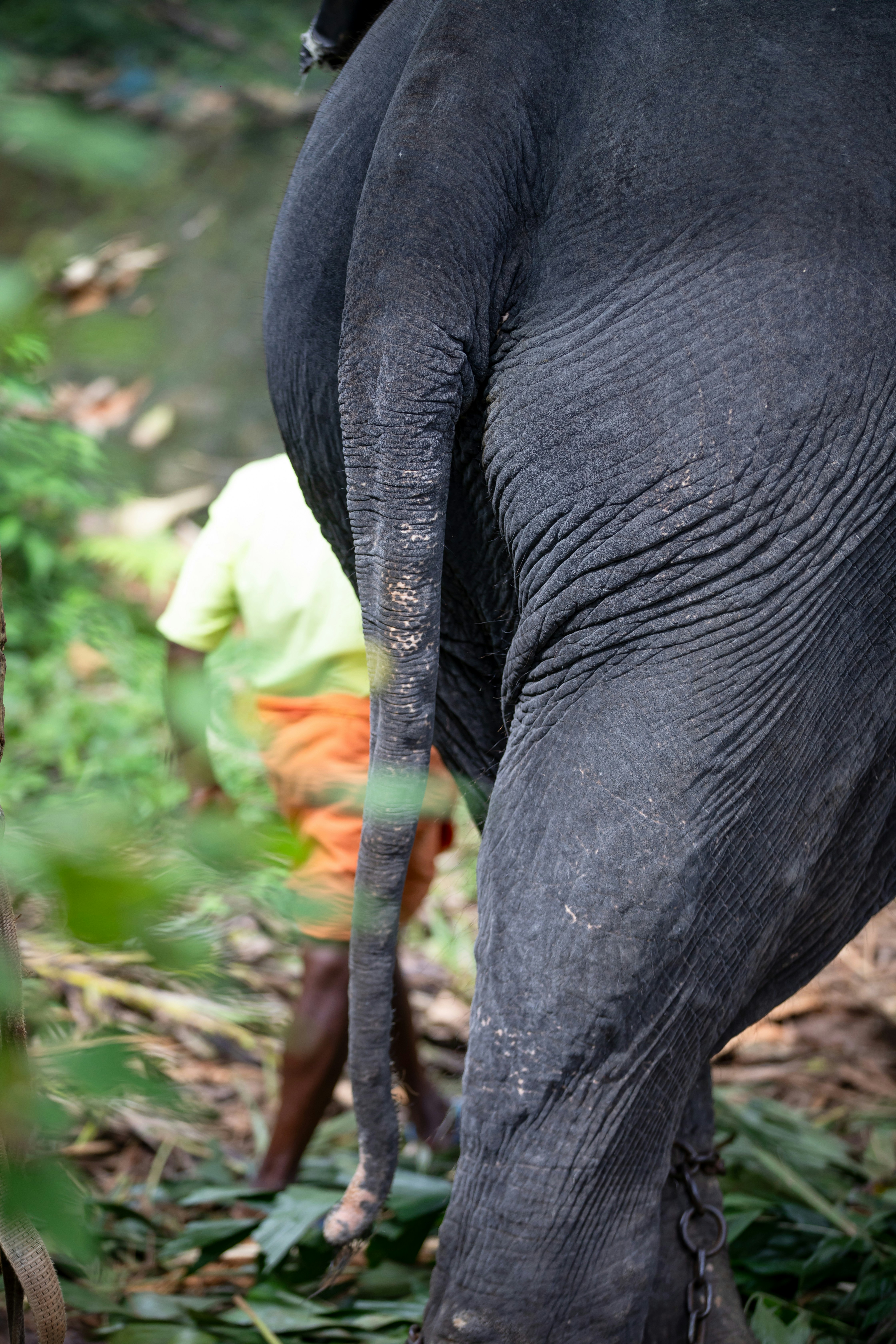Close-Up of Elephant Hindquarters: Texture, Tail, and Jungle Backdrop