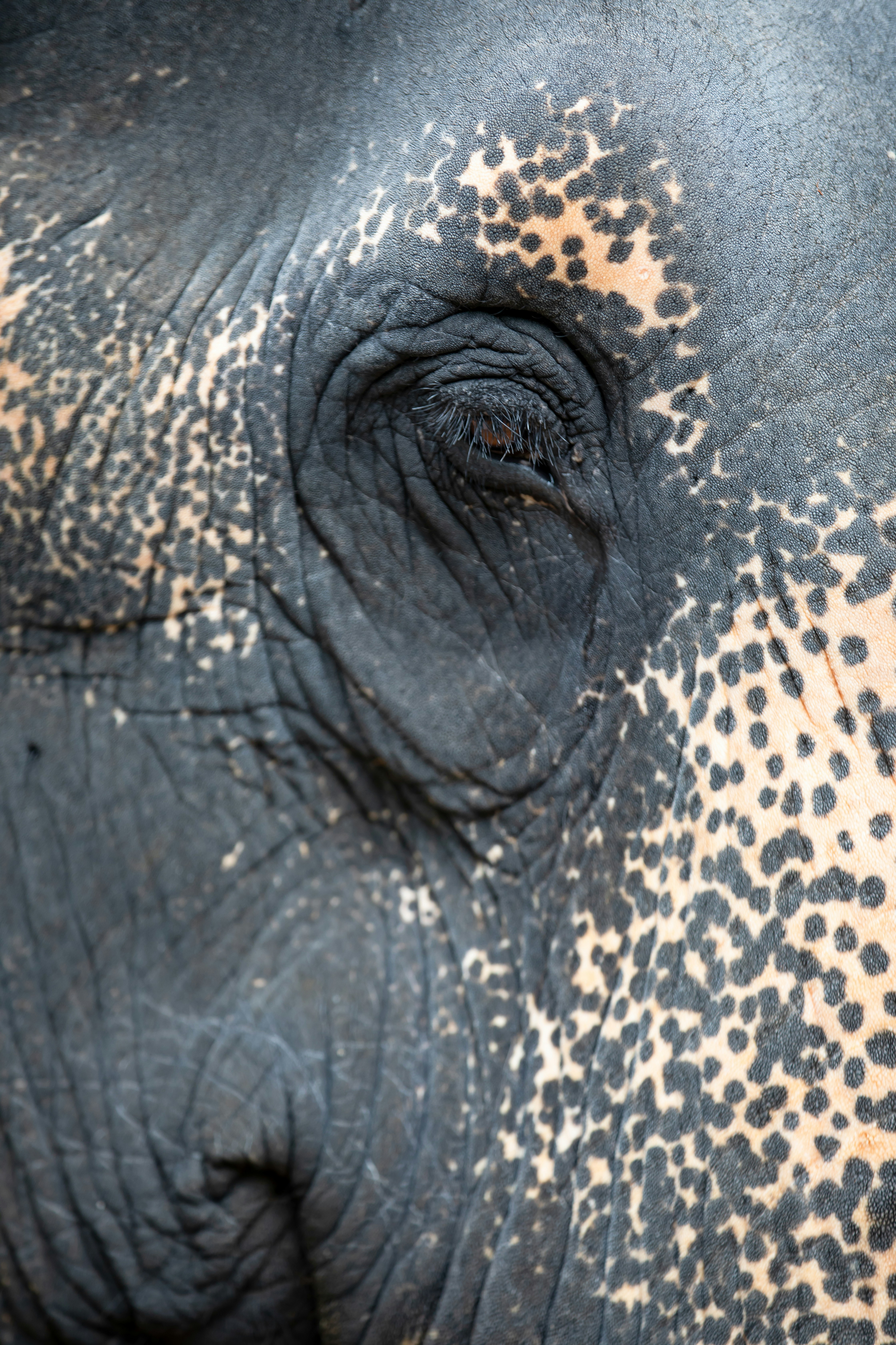 A close up of an elephant's face with spots on it photo – Free Animal ...