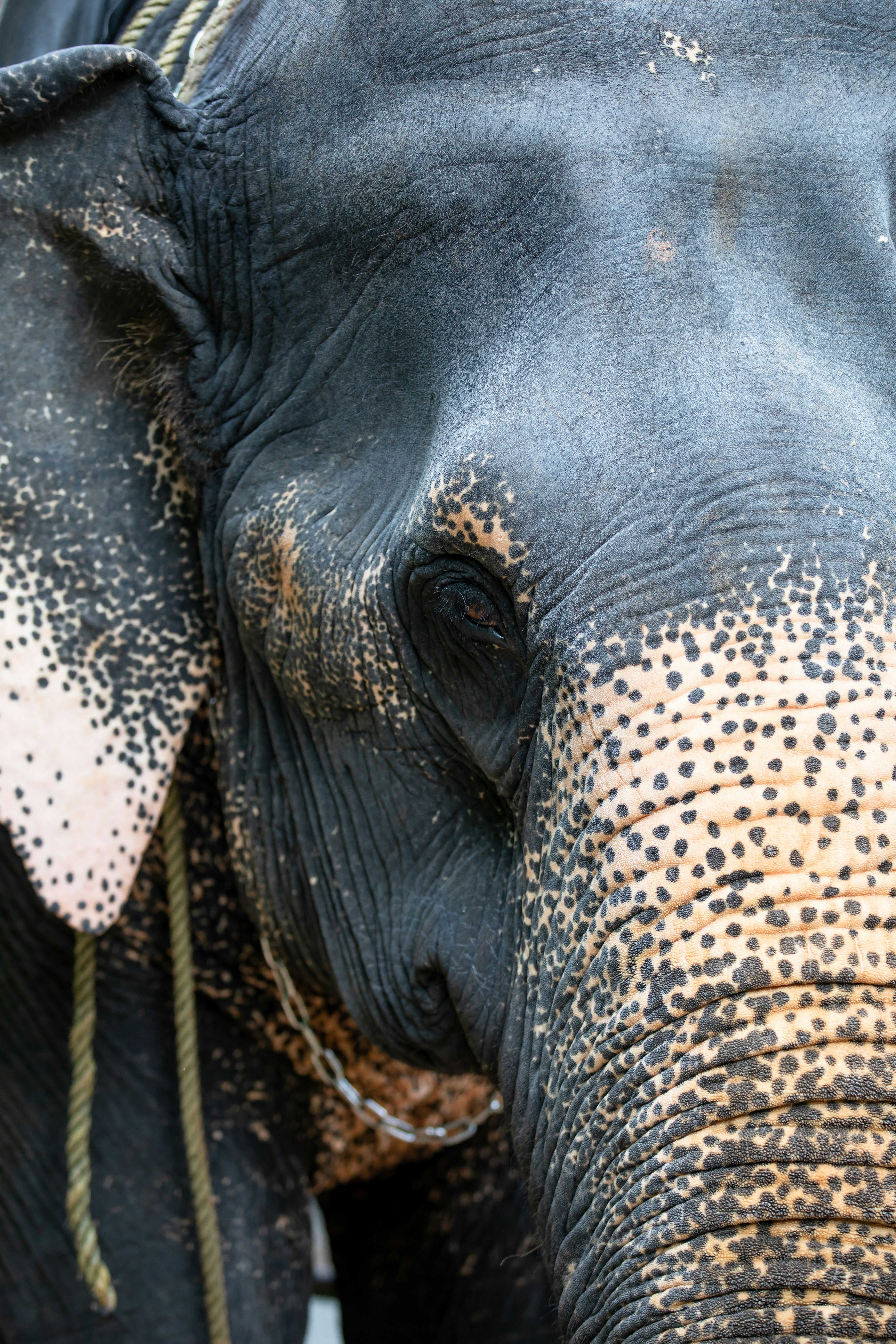 A close up of an elephant's face with spots on it photo – Free Animal ...