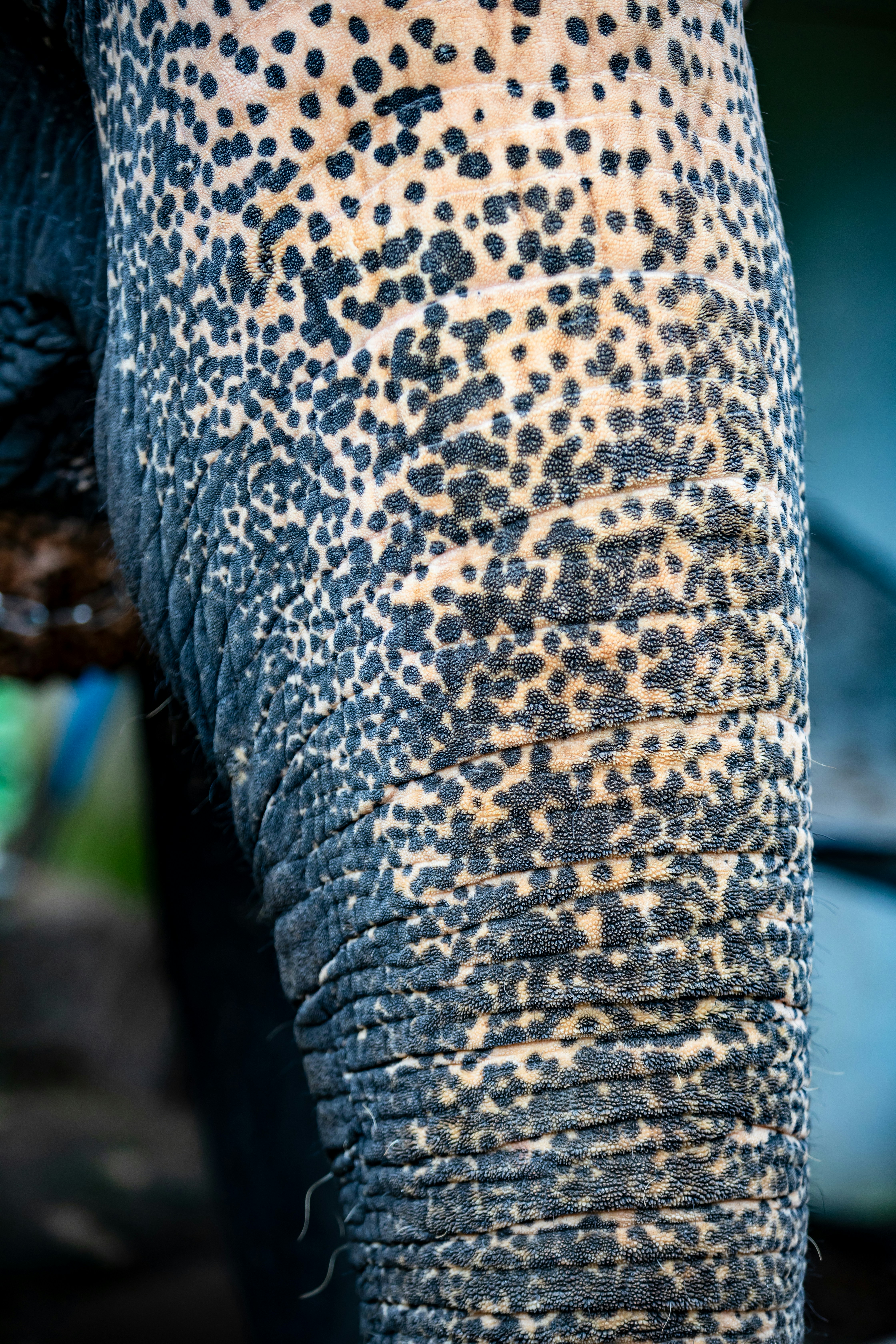 A close up of an elephant's face with spots on it's skin photo – Free ...