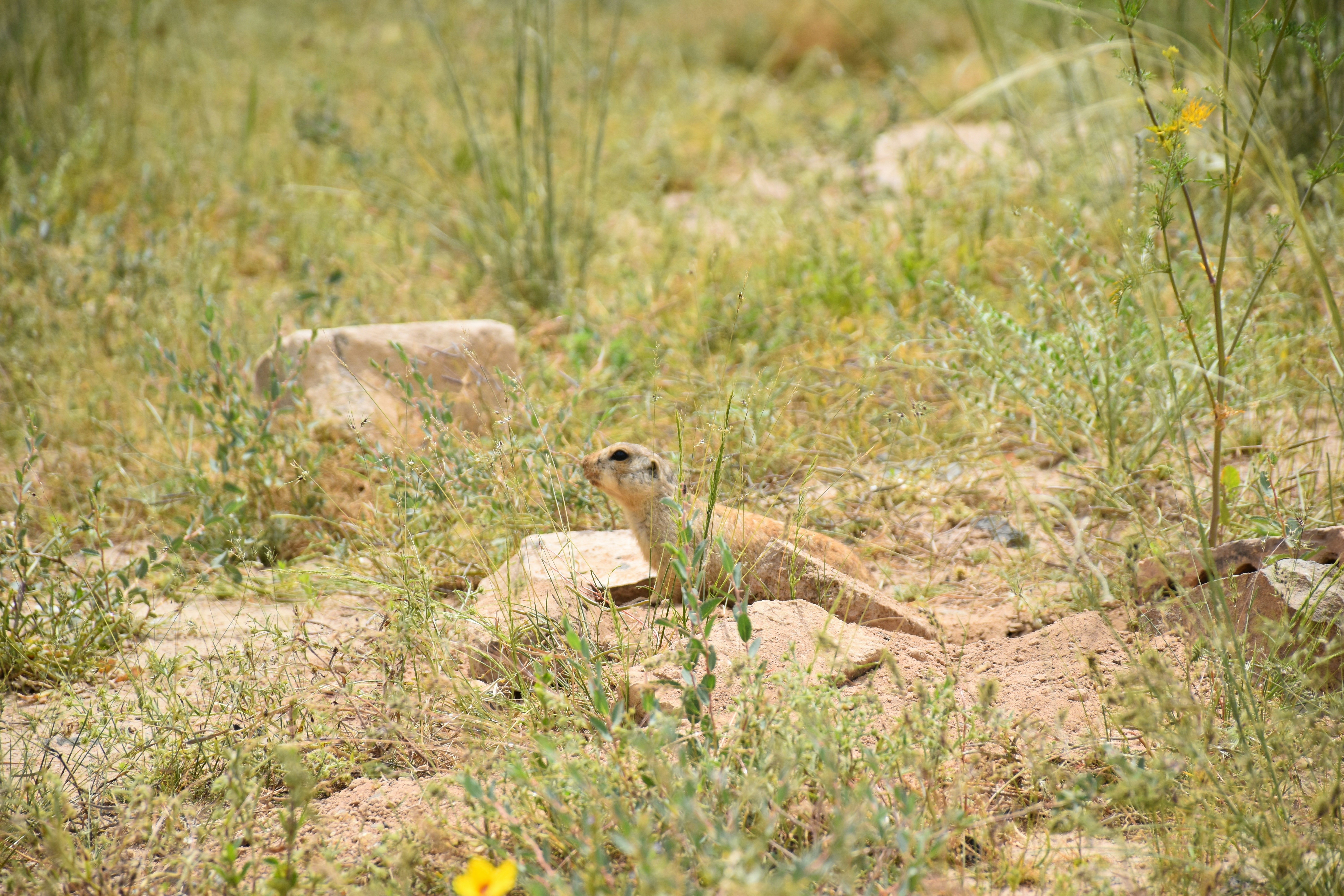 A Curious Sentinel in the Wild
