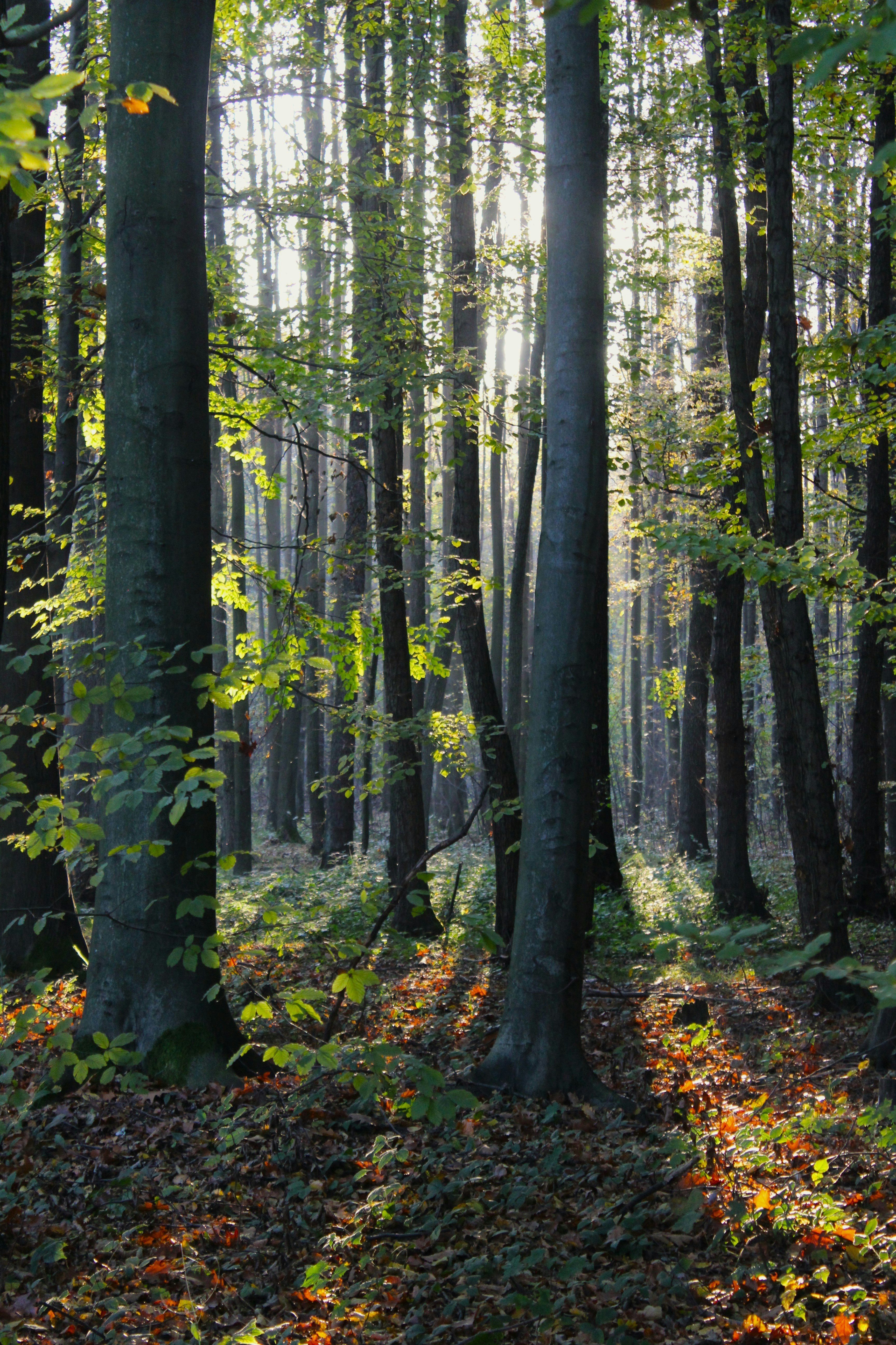 A forest filled with lots of tall trees photo – Free Forest Image on ...