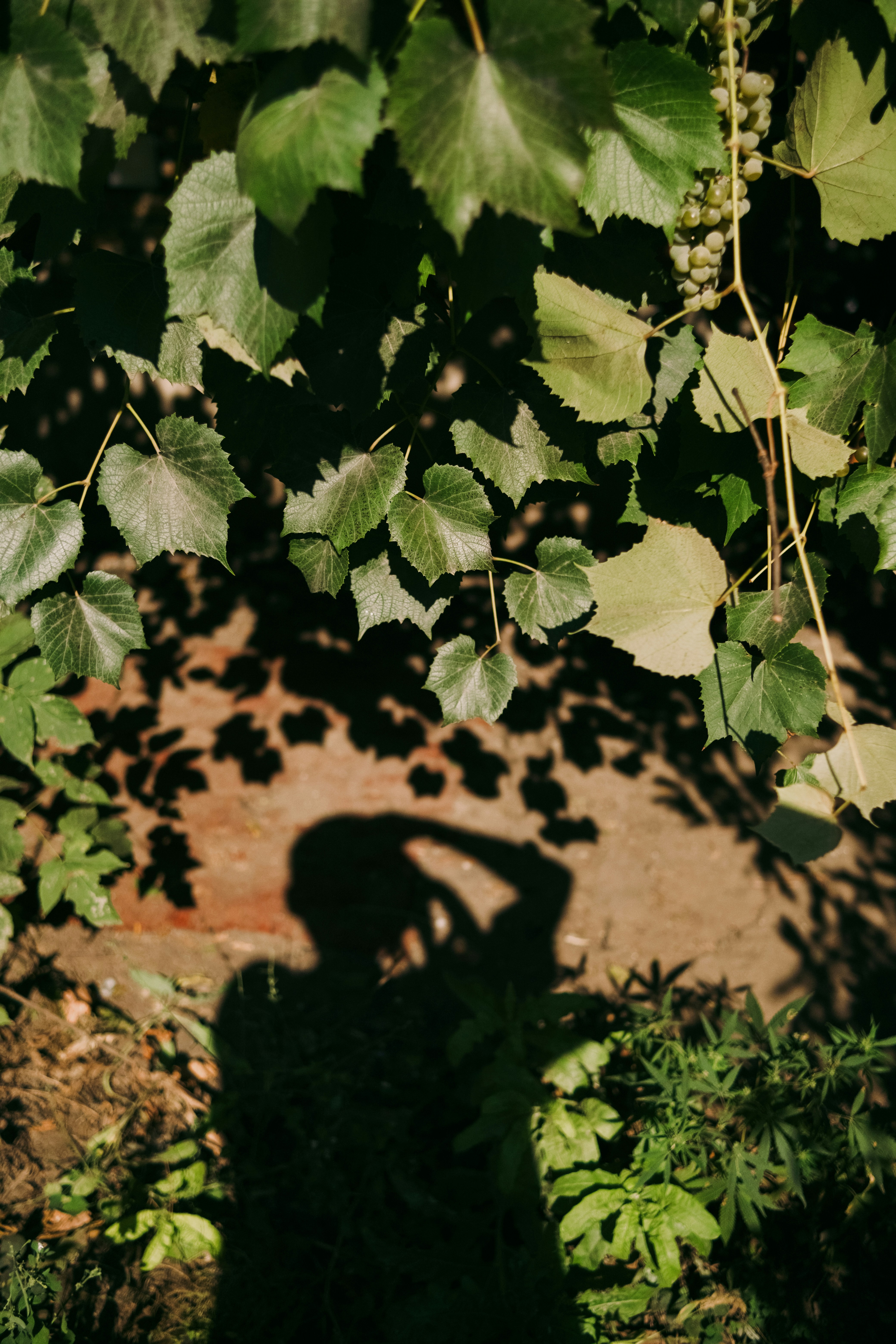 Shadow of a Photographer Among Grapevines on a Sunlit Brick Wall