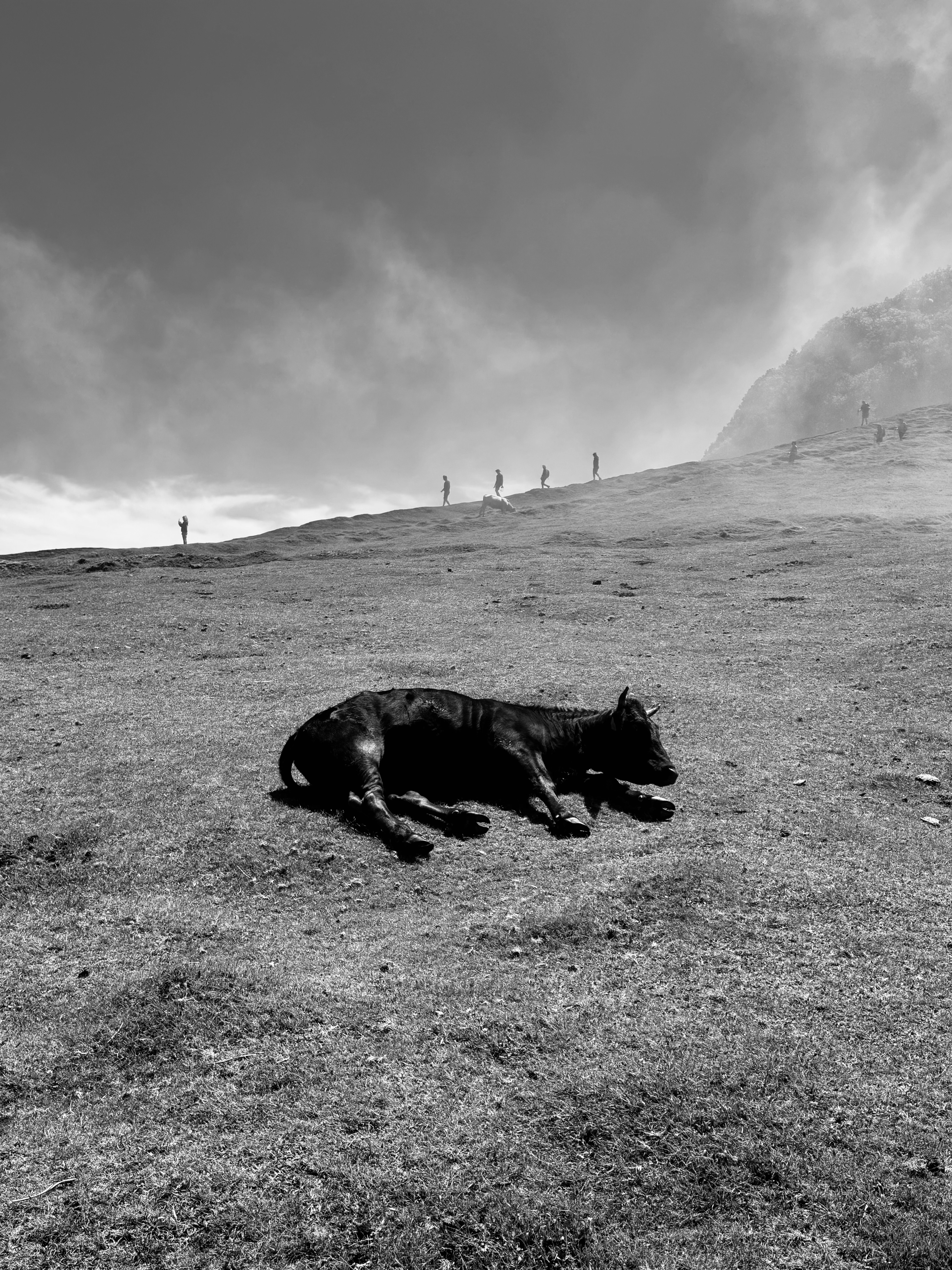 Misty Moorwatch: A Black Dog Resting as Distant Climbers Thread the Fogged Ridge