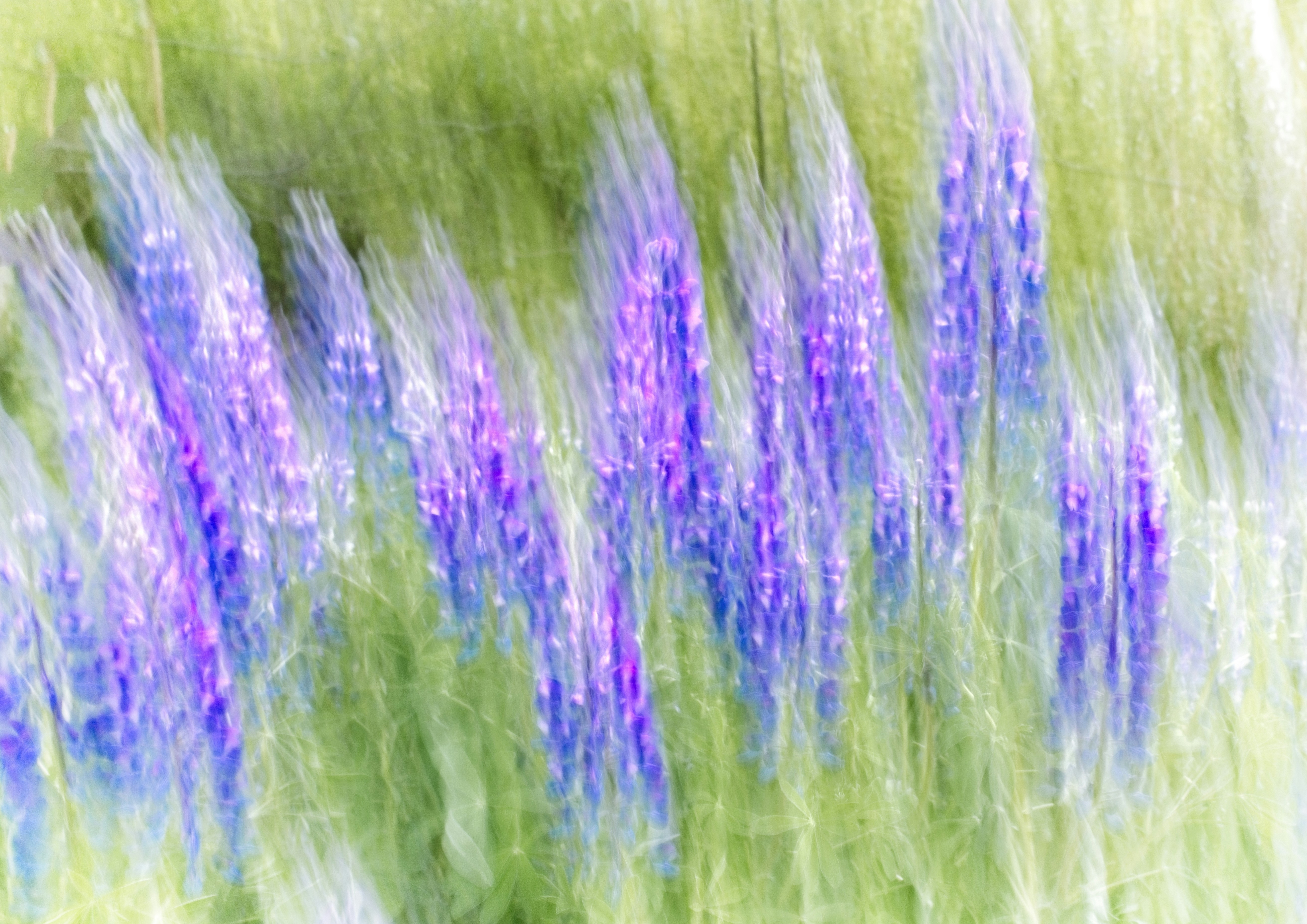 Blurred purple flowers swaying gently against a soft green backdrop.
