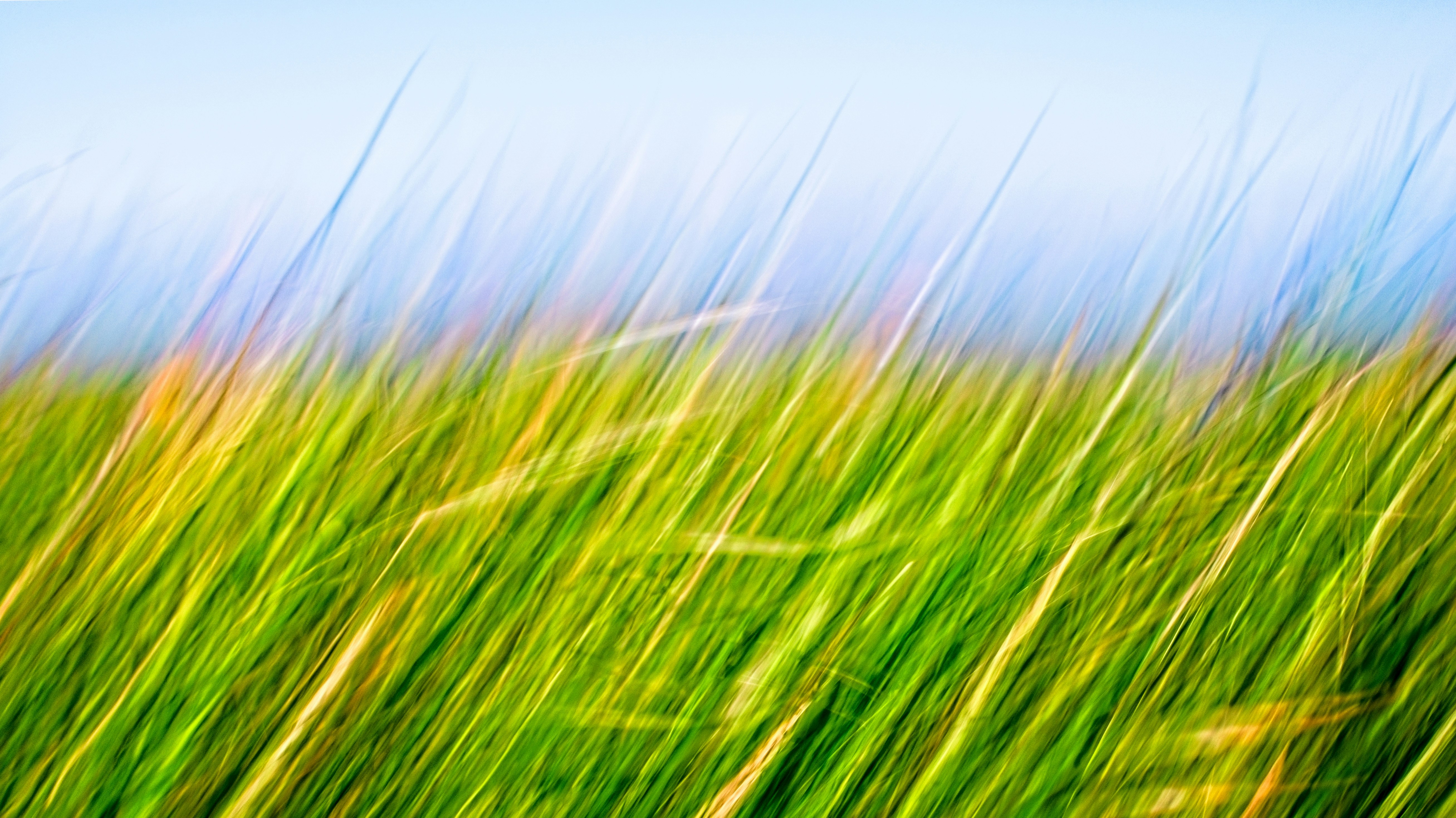Wind-Washed Meadow in Soft Motion Blur