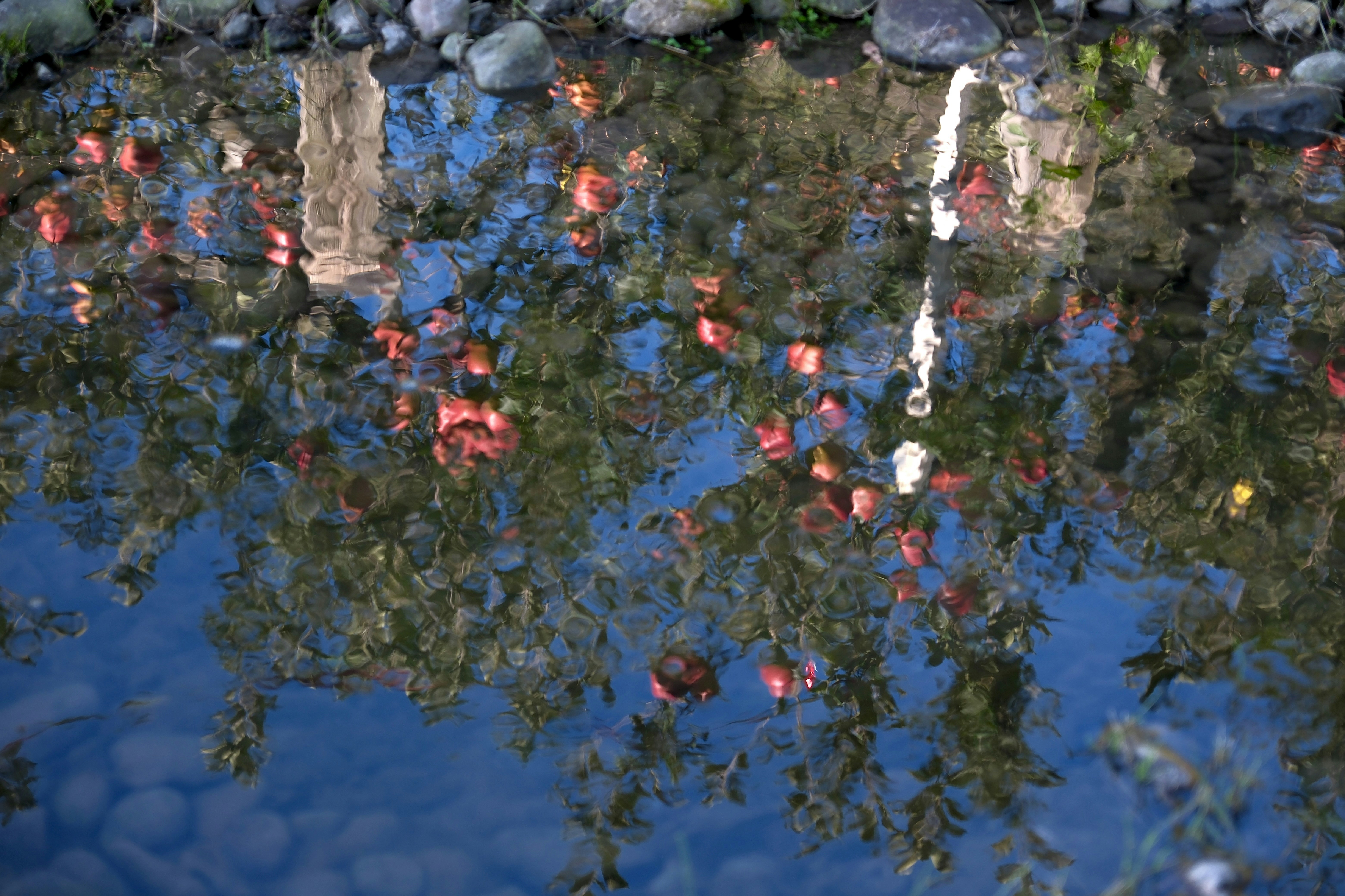 Crimson Petals in a Glassy Blue: Reflections on a Quiet Pond