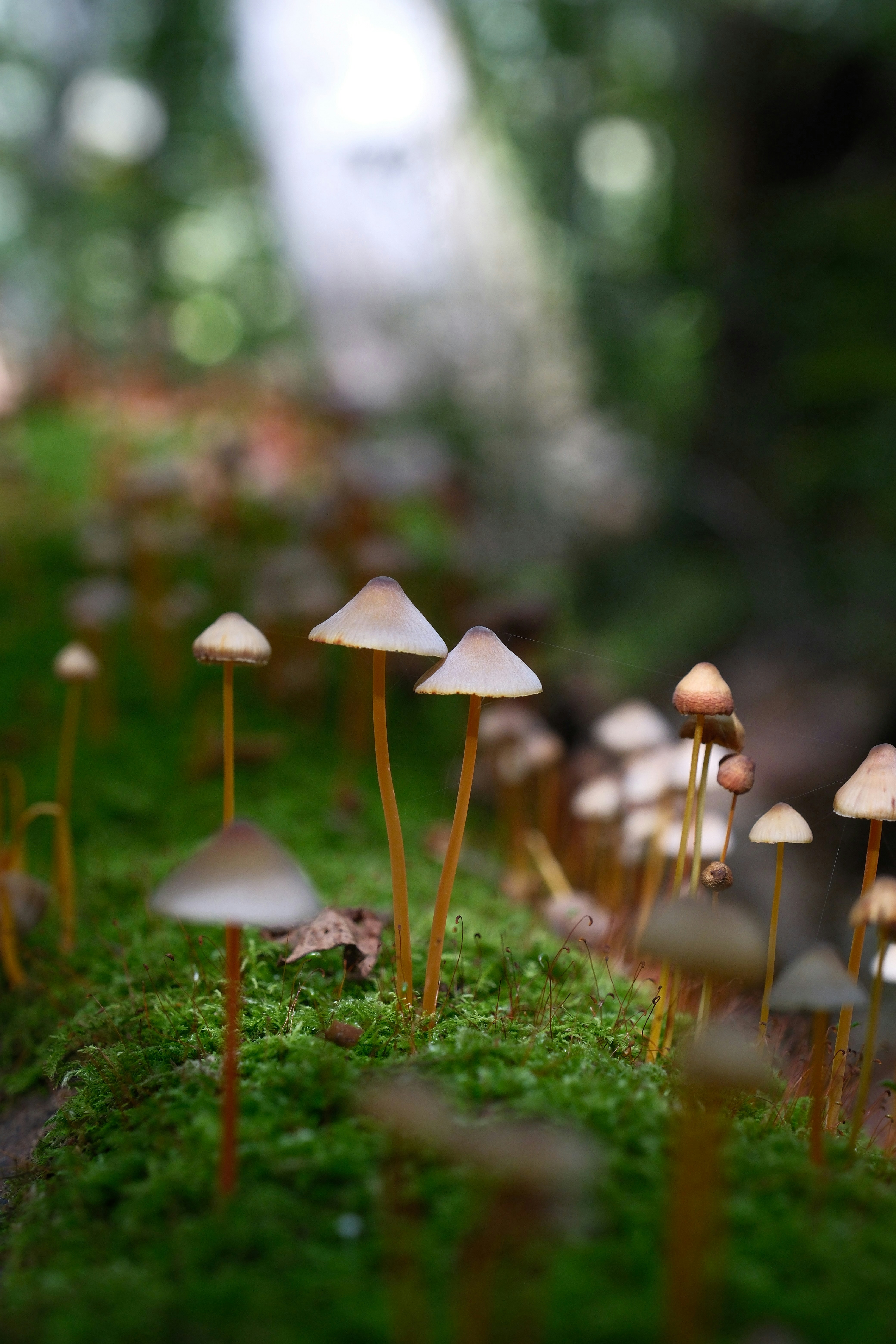 Photo by Seiya Maeda with Fujifilm X-H2S