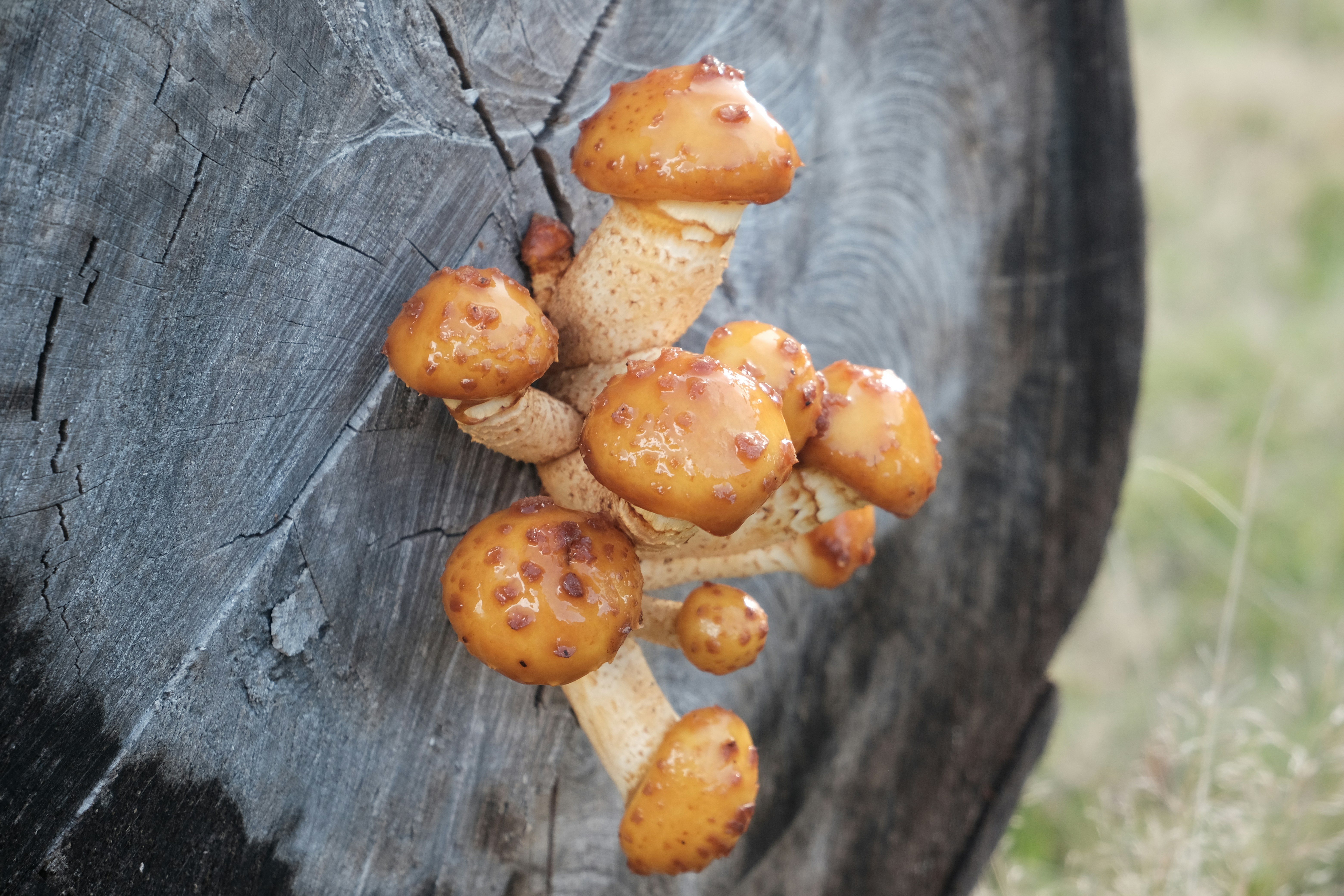 Amber Fungi Cluster Clinging to a Weathered Stump