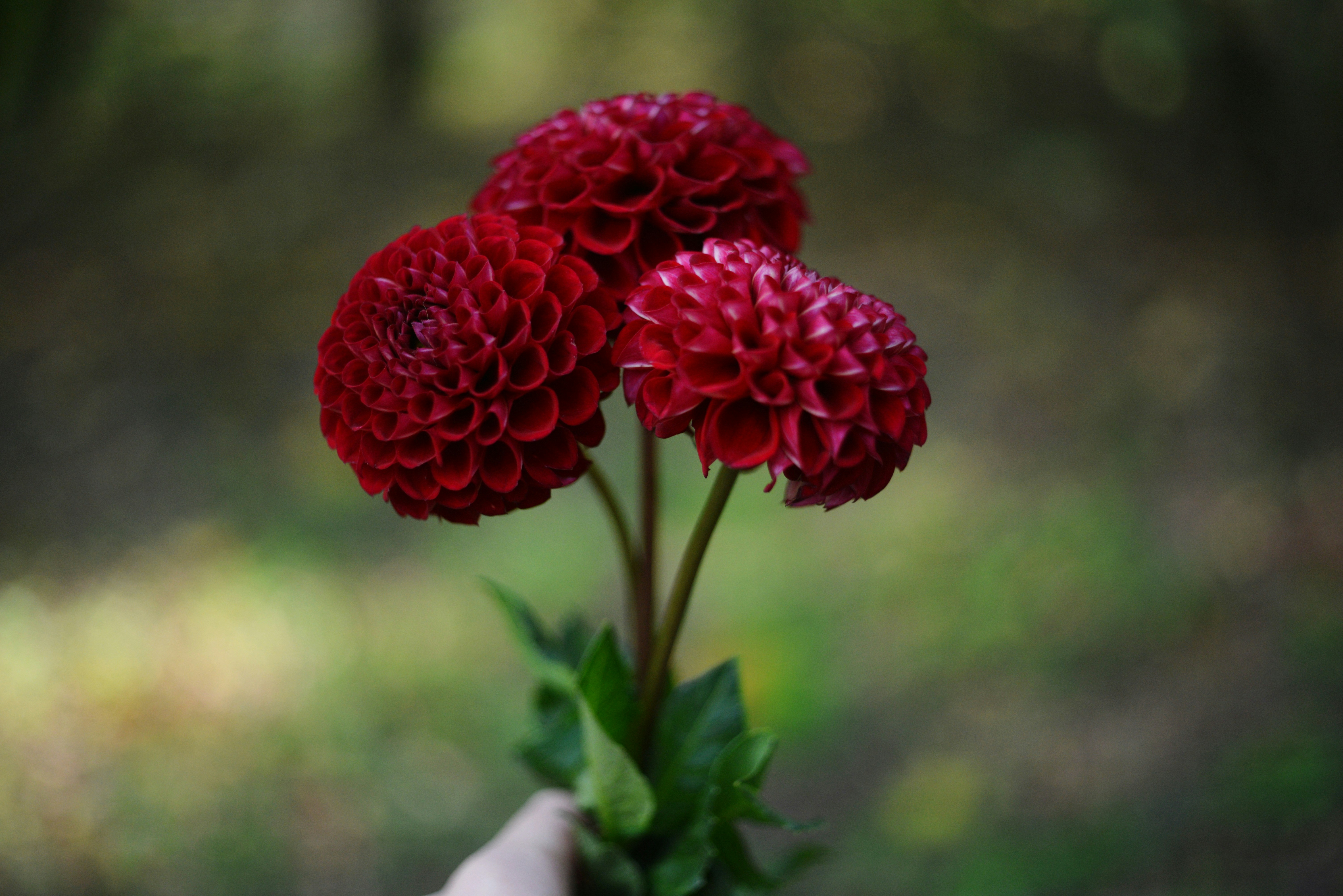 Crimson Dahlia Quartet: A Portrait of Deep Red Bloom