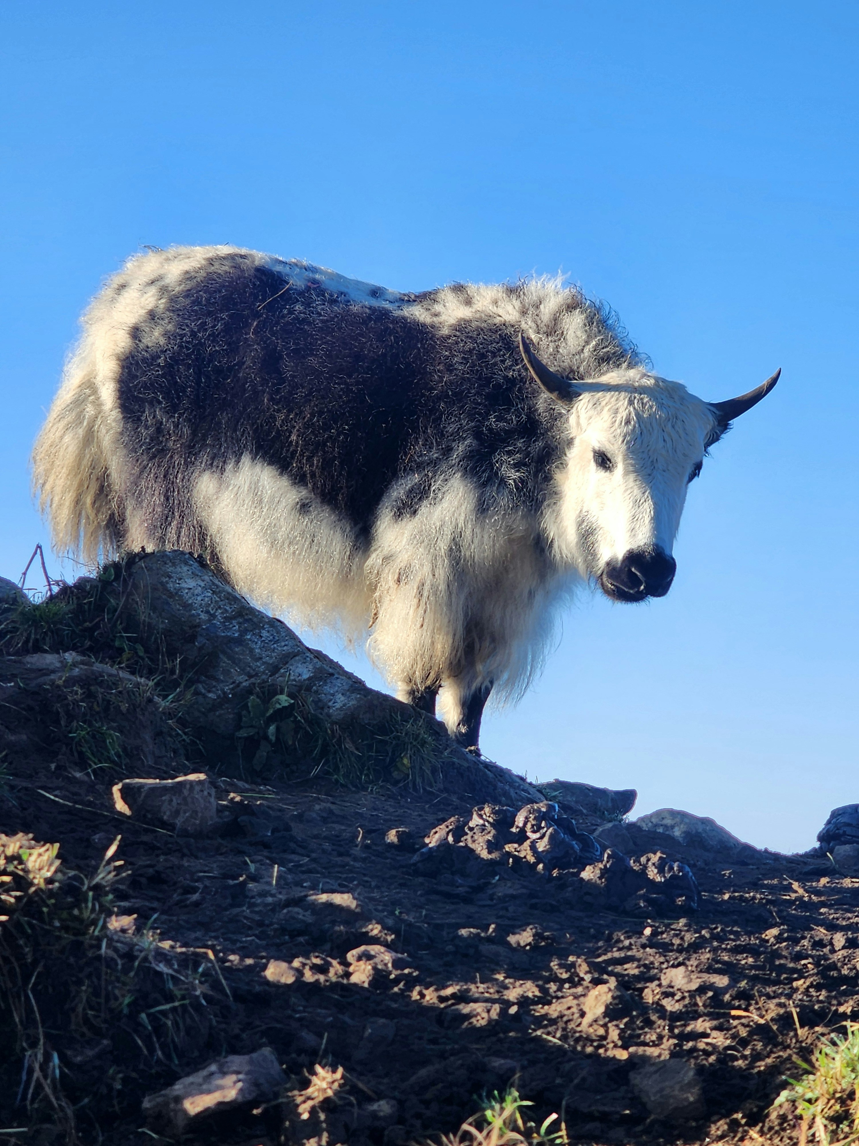 Blue-Sky Ridge Sentinel: A Highland Yak Stands Its Ground
