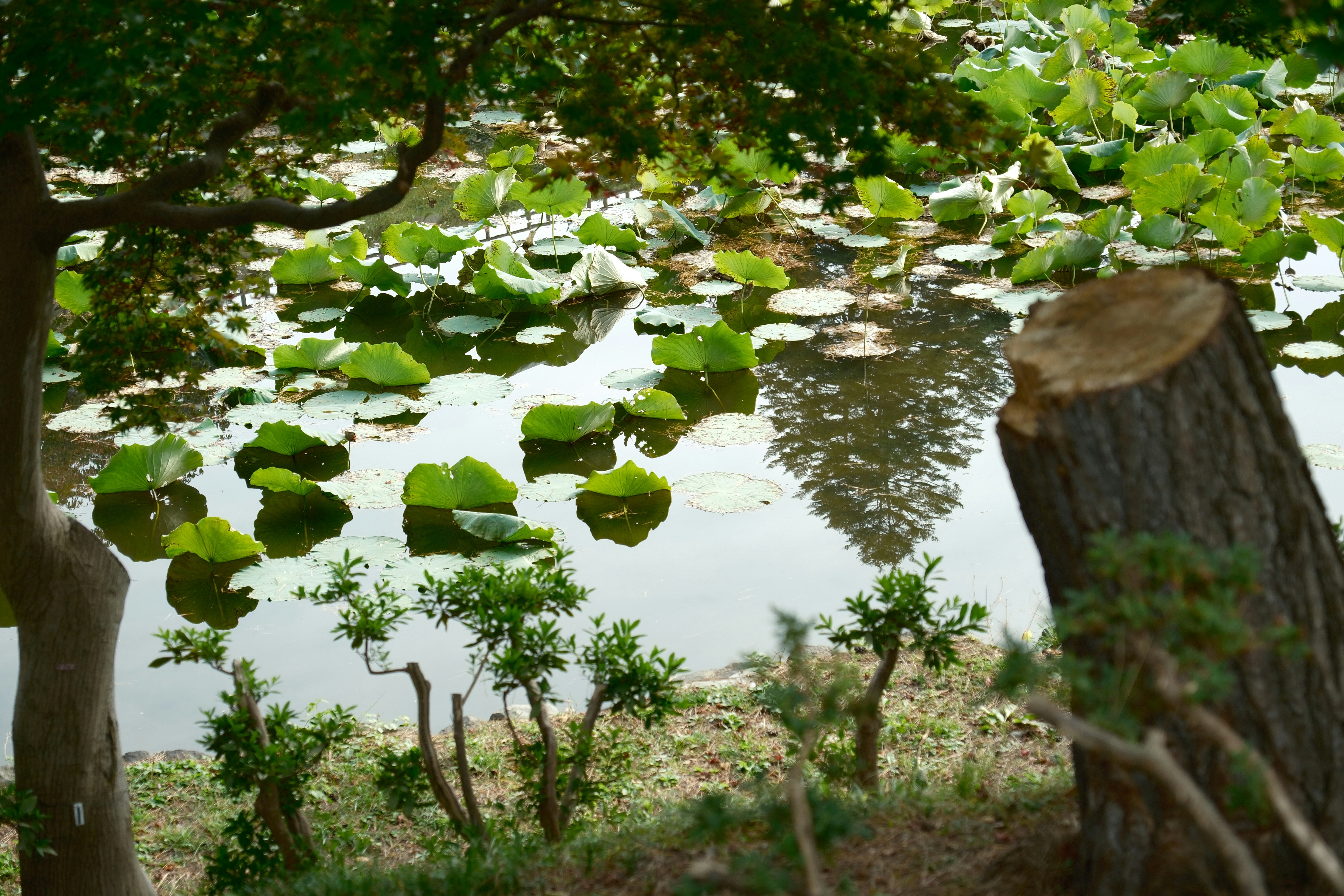 Photo by Seiya Maeda with Fujifilm X-H2S