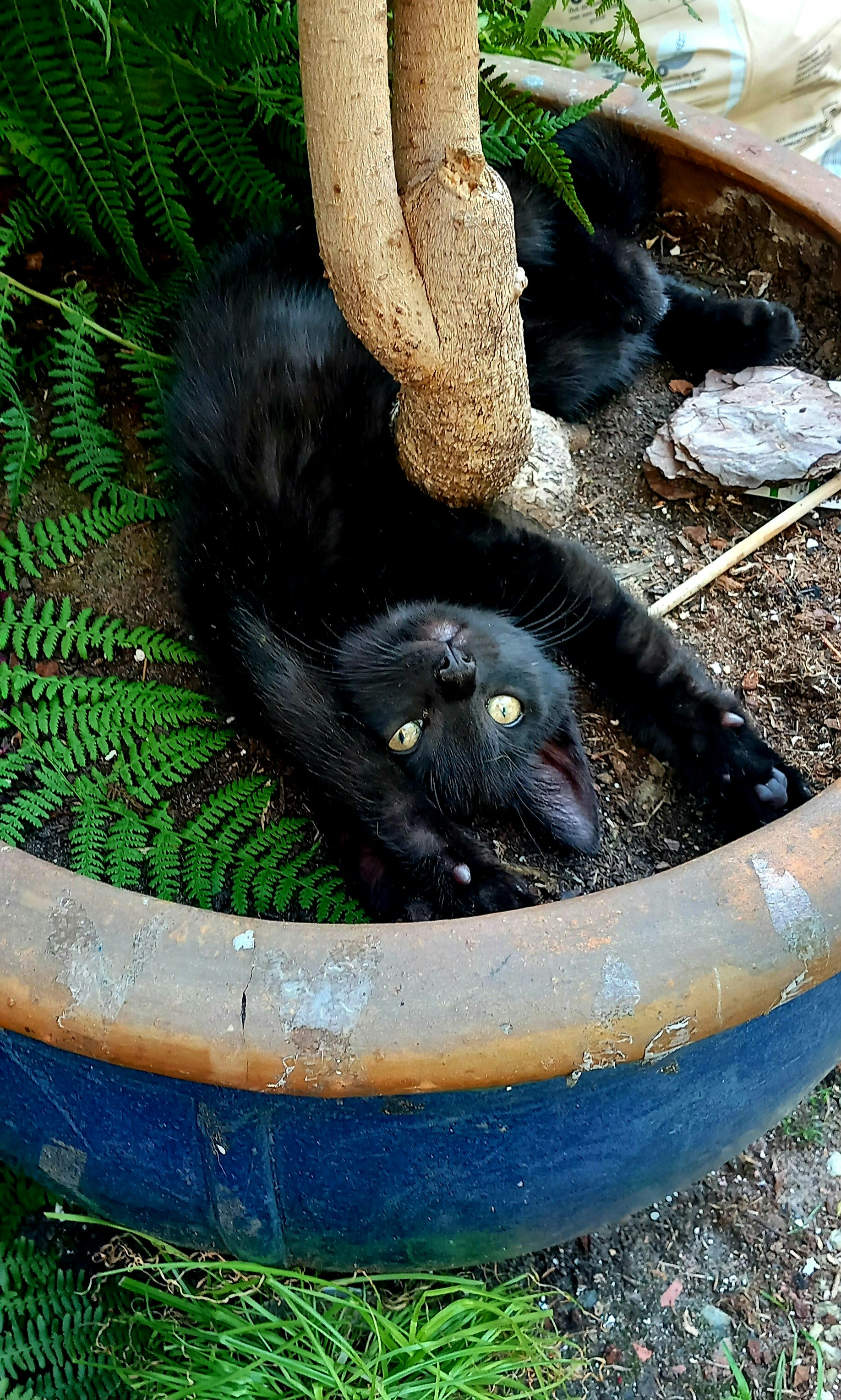 Our crazy cat Momo playing hide and seek in the garden
