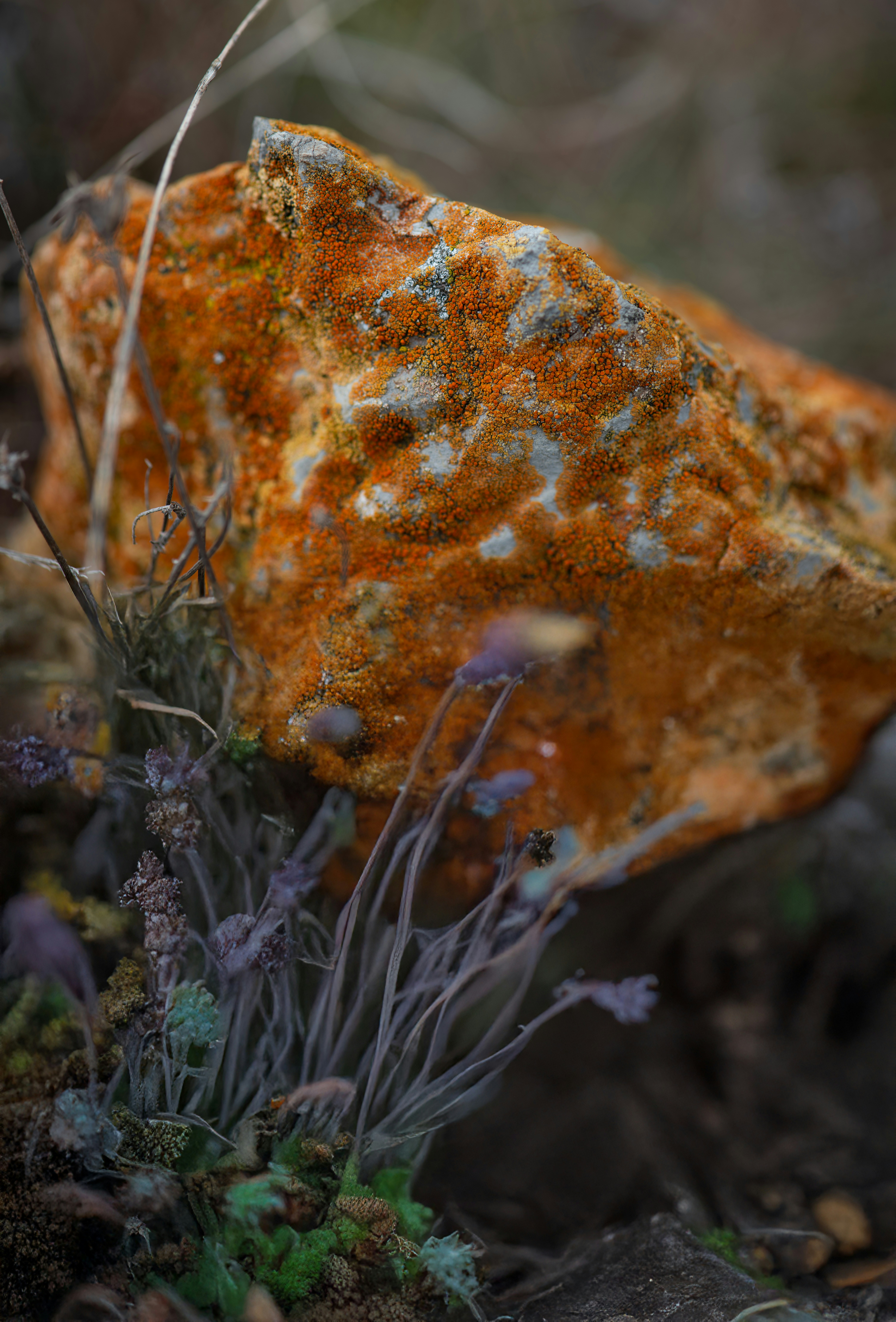 Crust of Coral: Orange Lichen on a Weathered Rock Surrounded by Violet Sprigs
