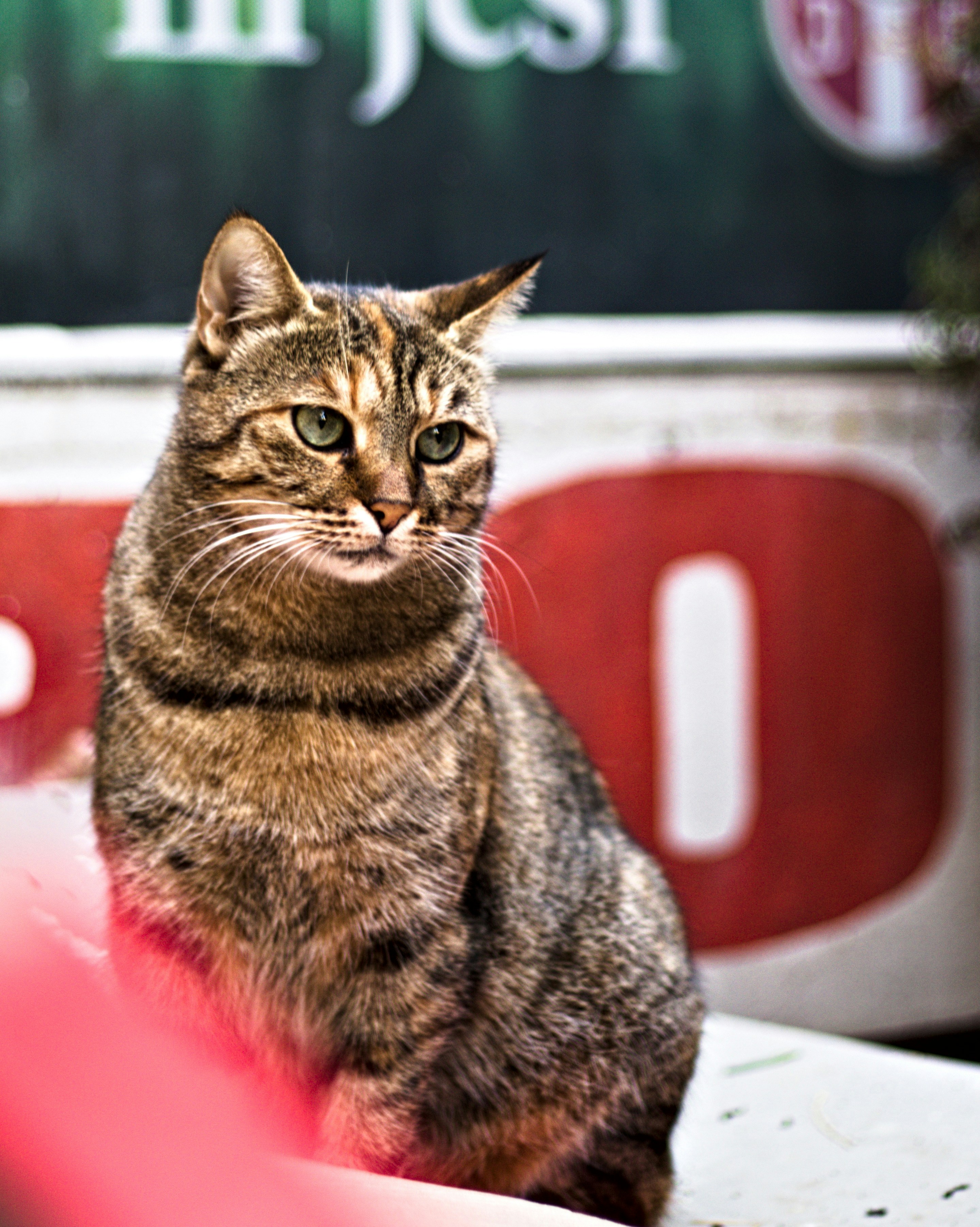 Gaze in Neon: Tabby Portrait Before a Blurred Sign