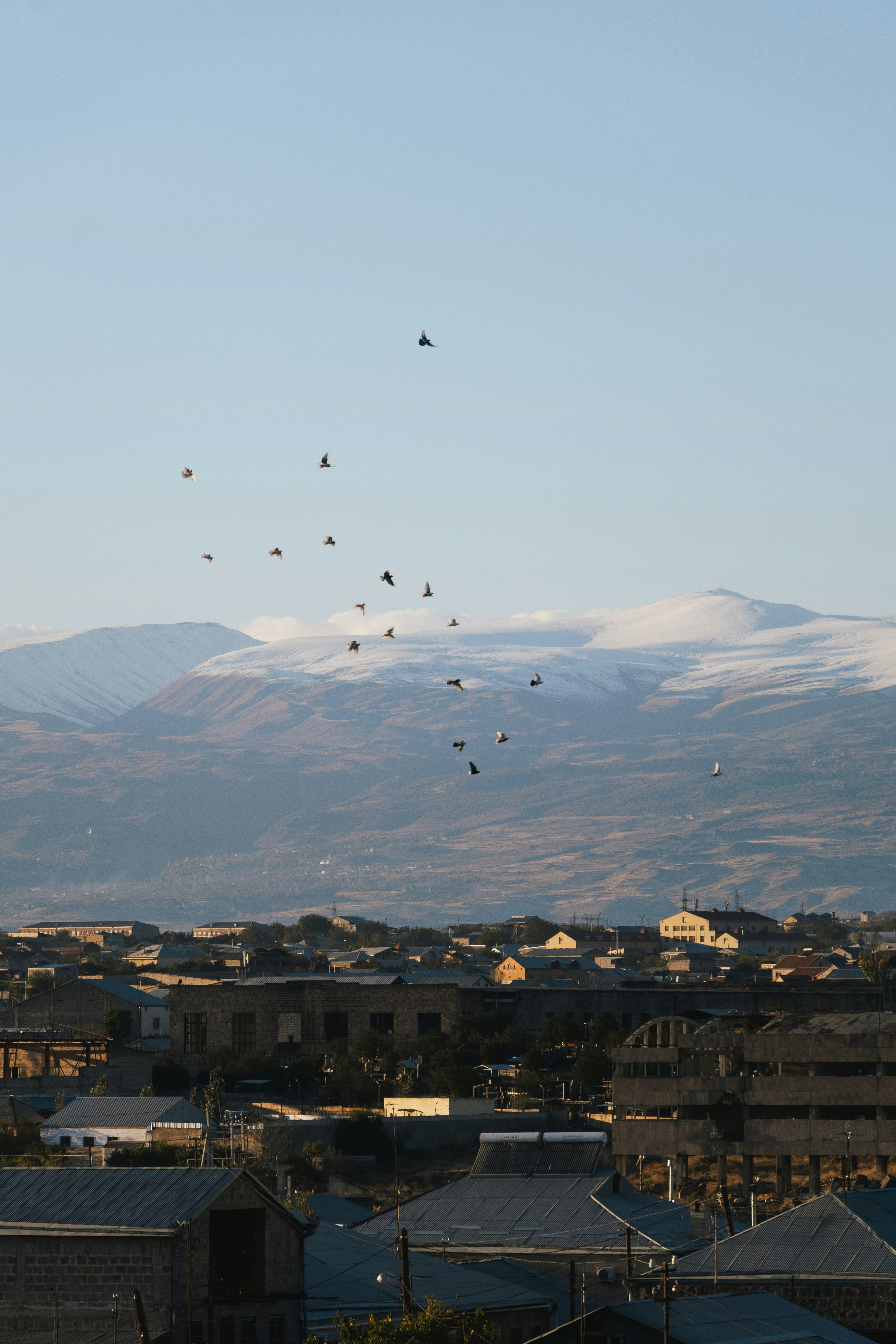A flock of birds flying over a city