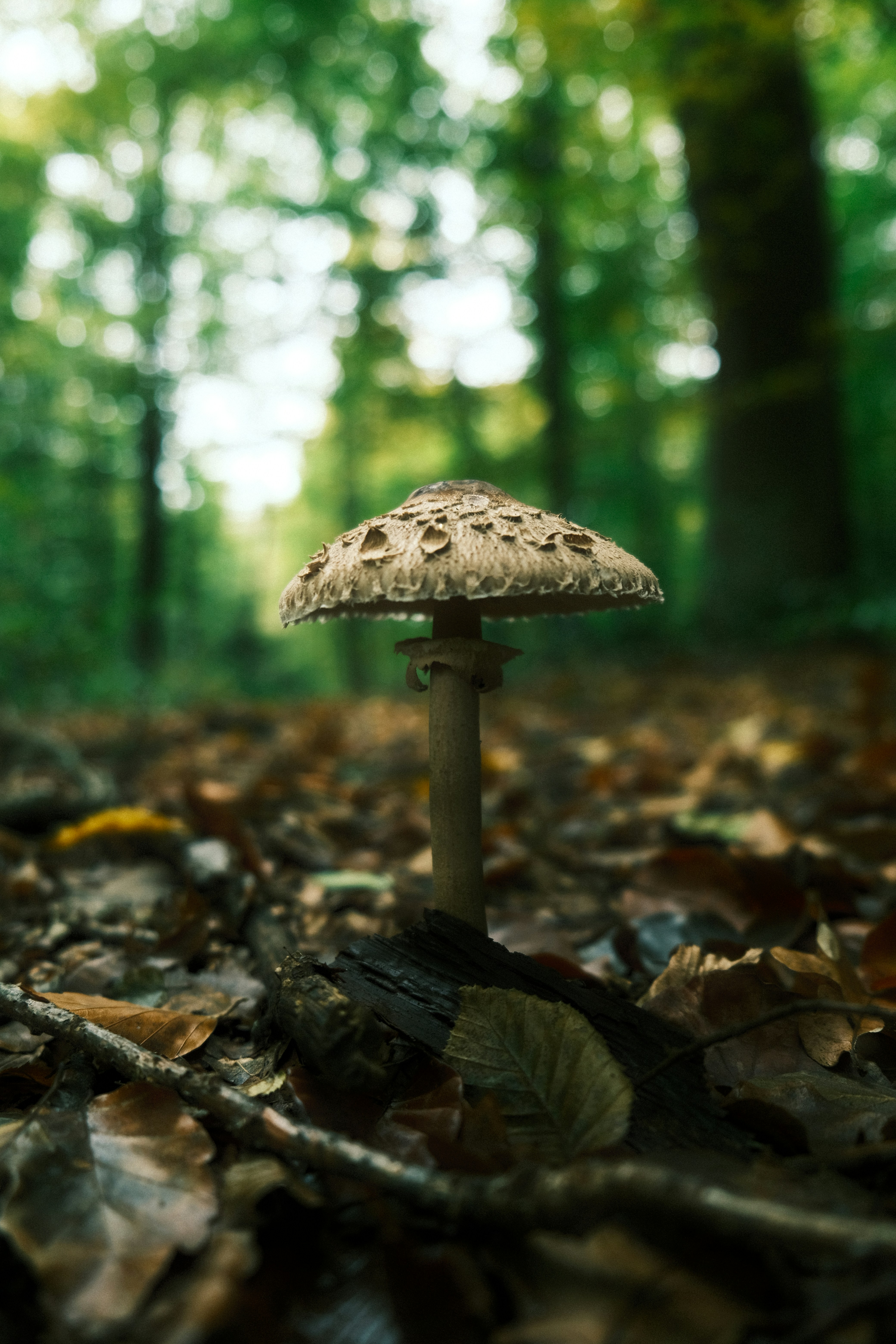 A mushroom sitting on the ground in a forest photo – Free Deutschland ...