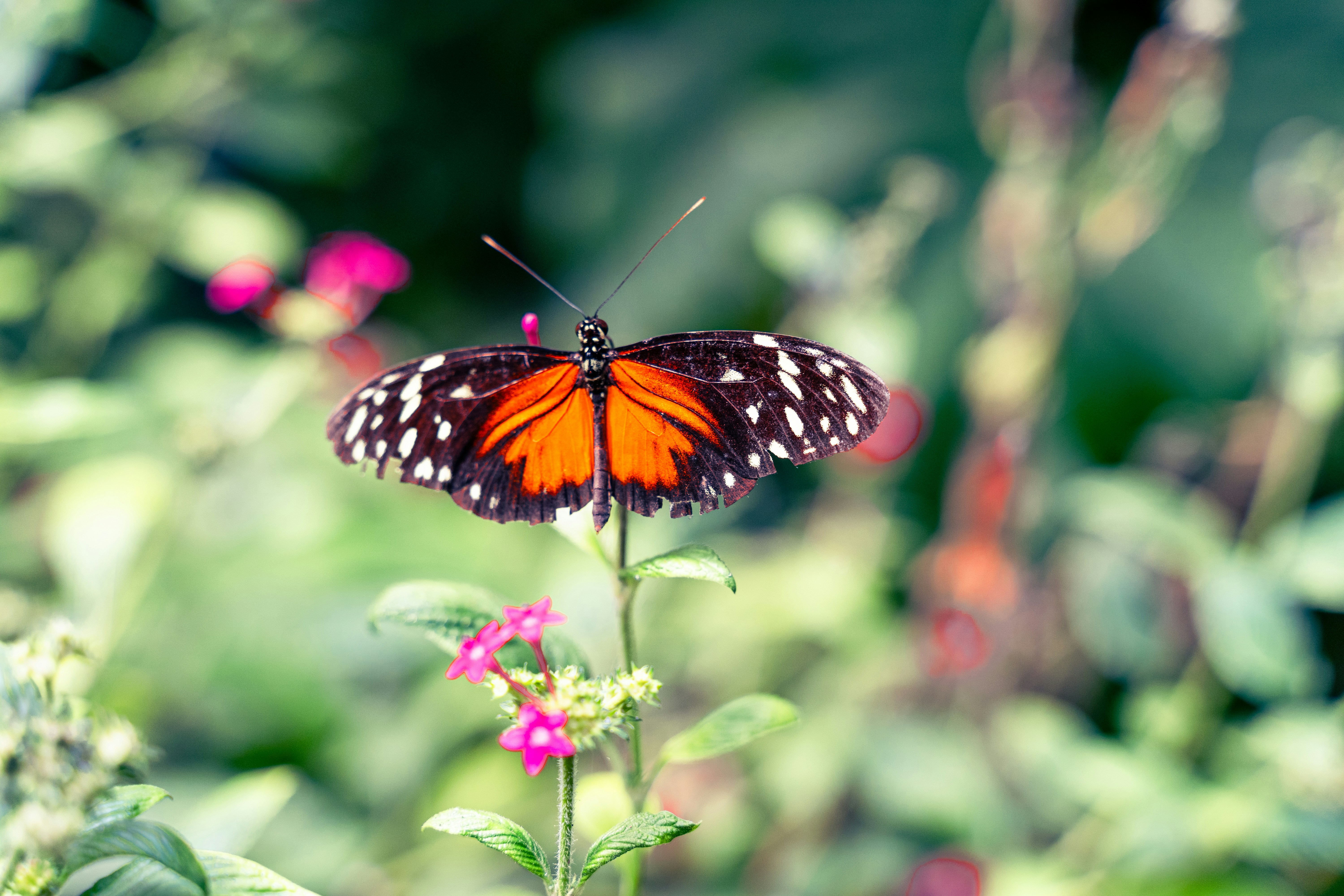 A close up of a butterfly on a flower photo – Free Butterfly Image on ...