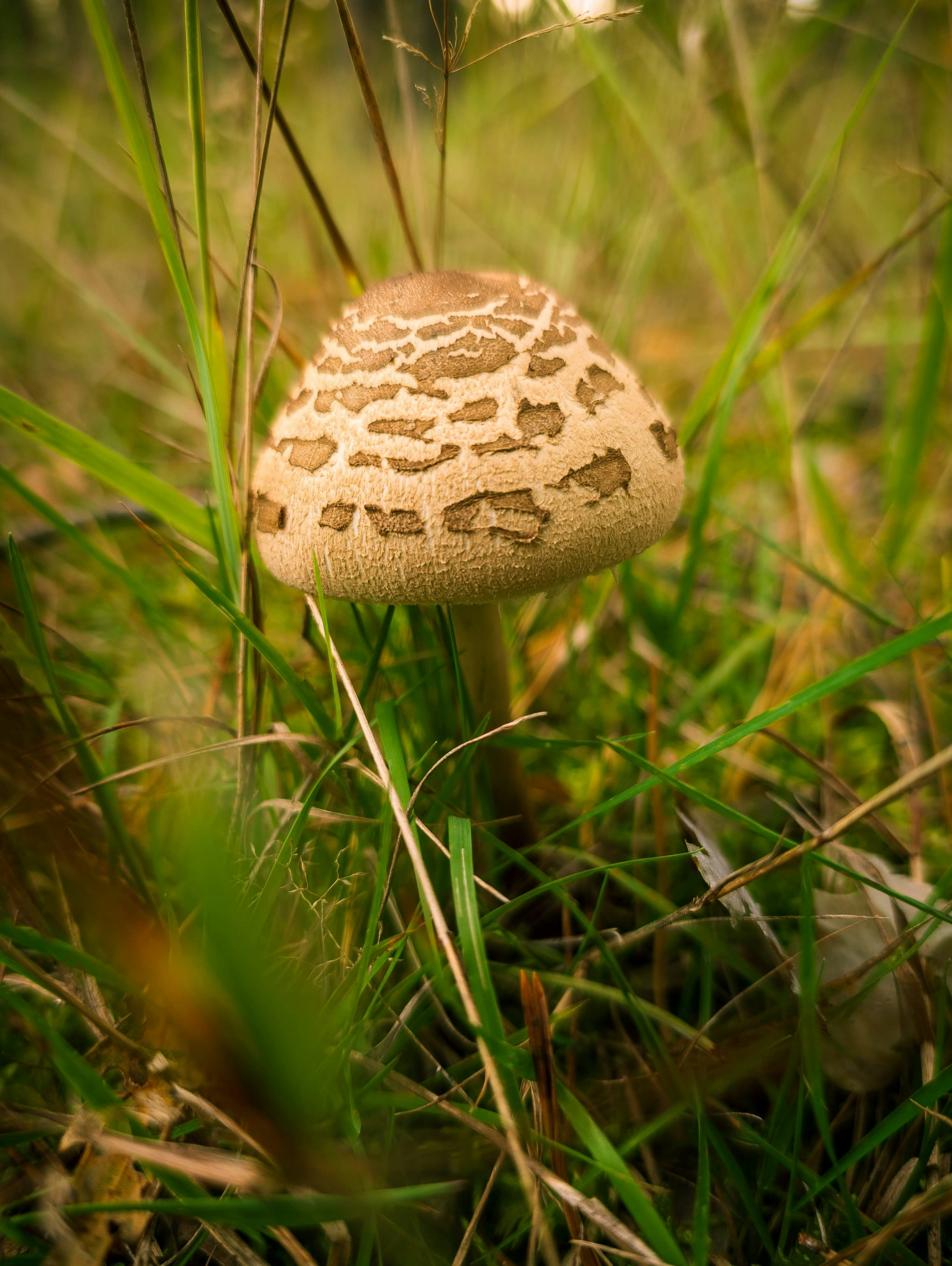 A mushroom sitting on the ground in the grass