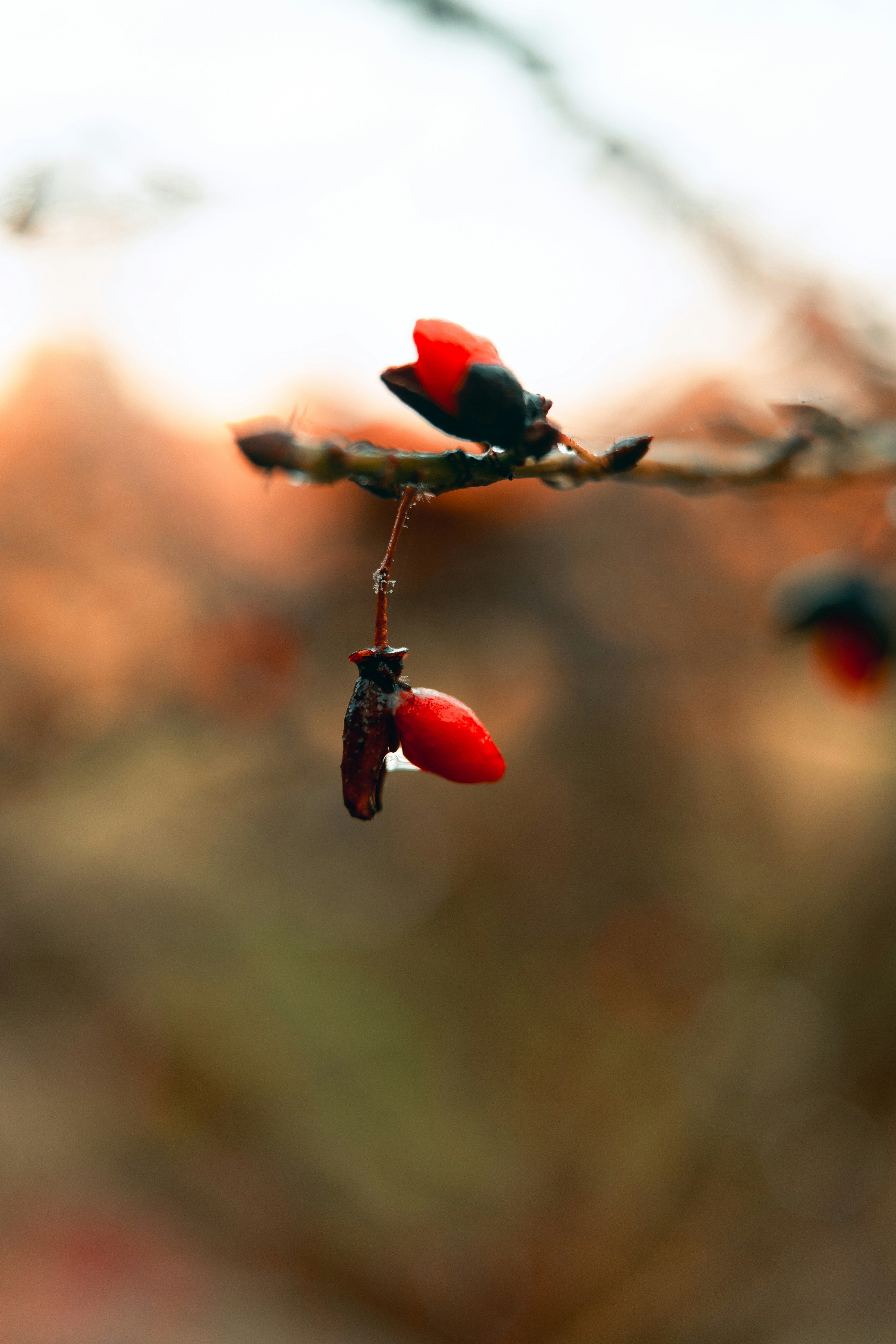 Red Seed Pendant in a Sunlit Autumn Halo