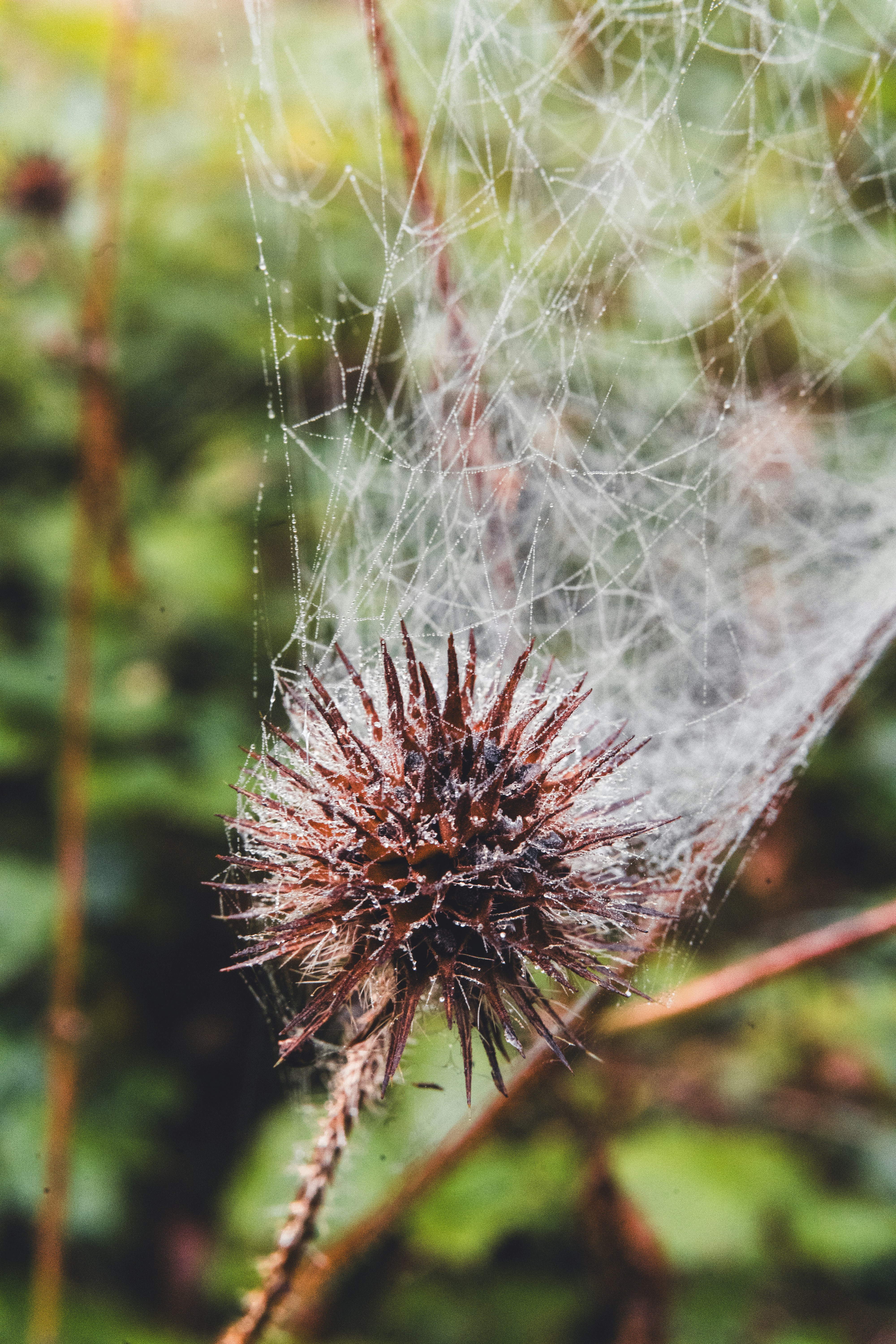 Thorn Sentinel Entangled in a Web of Morning Dew