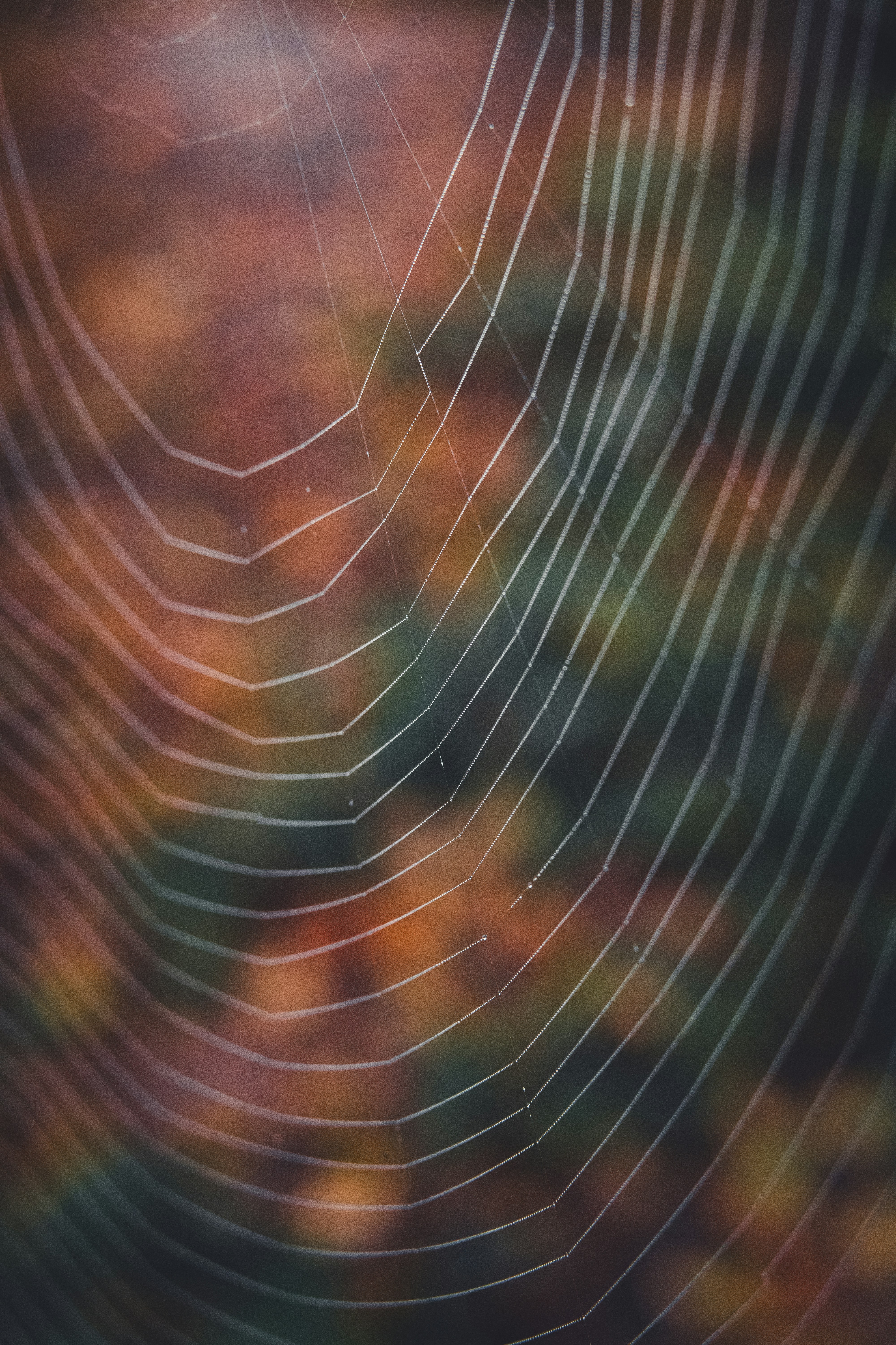 Spiral Veil: A Spider’s Web in Autumn Haze