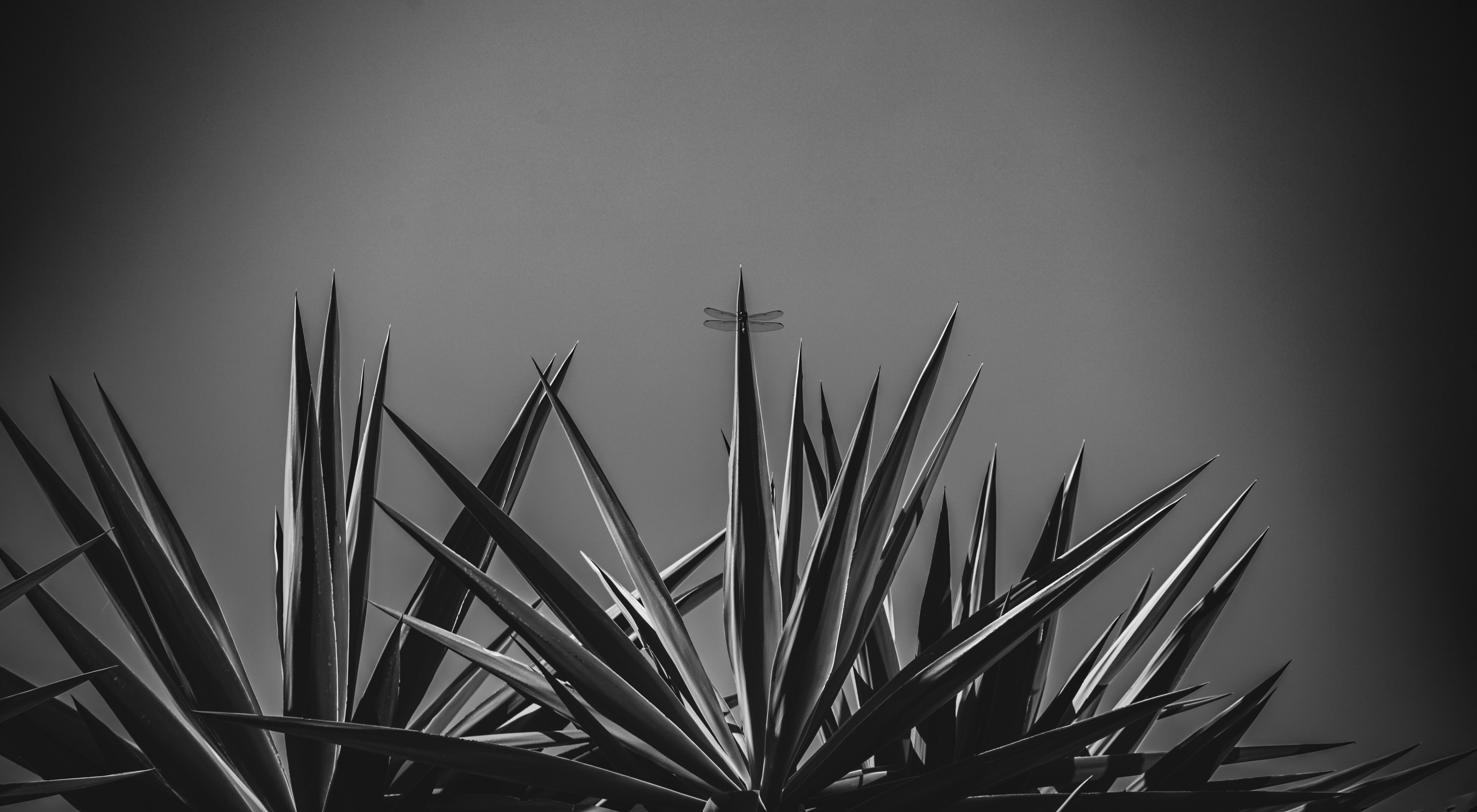Monochrome Yucca Crown: Spikes in Quiet Light