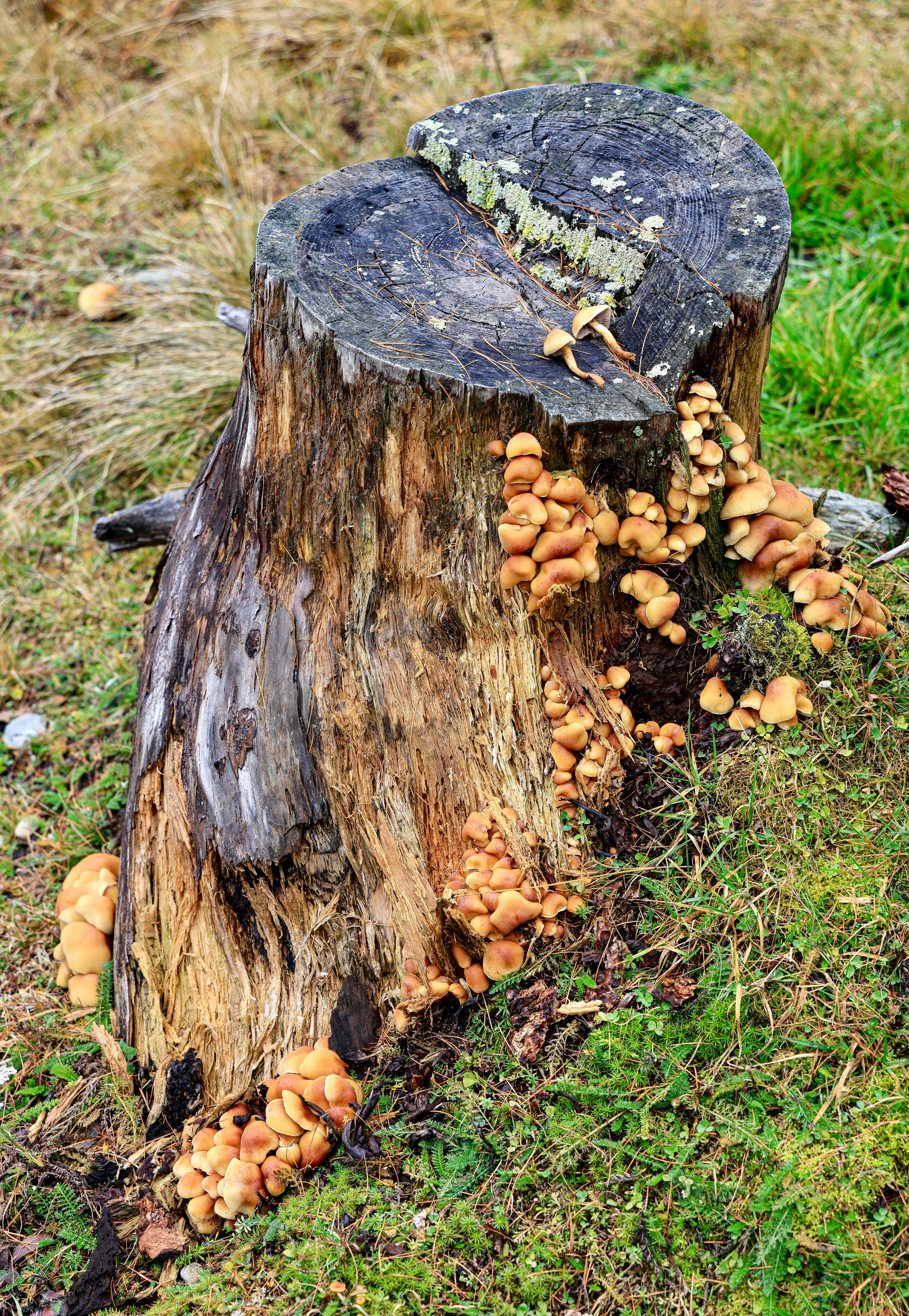 Amber Fungi Crown a Weathered Stump in a Quiet Clearing
