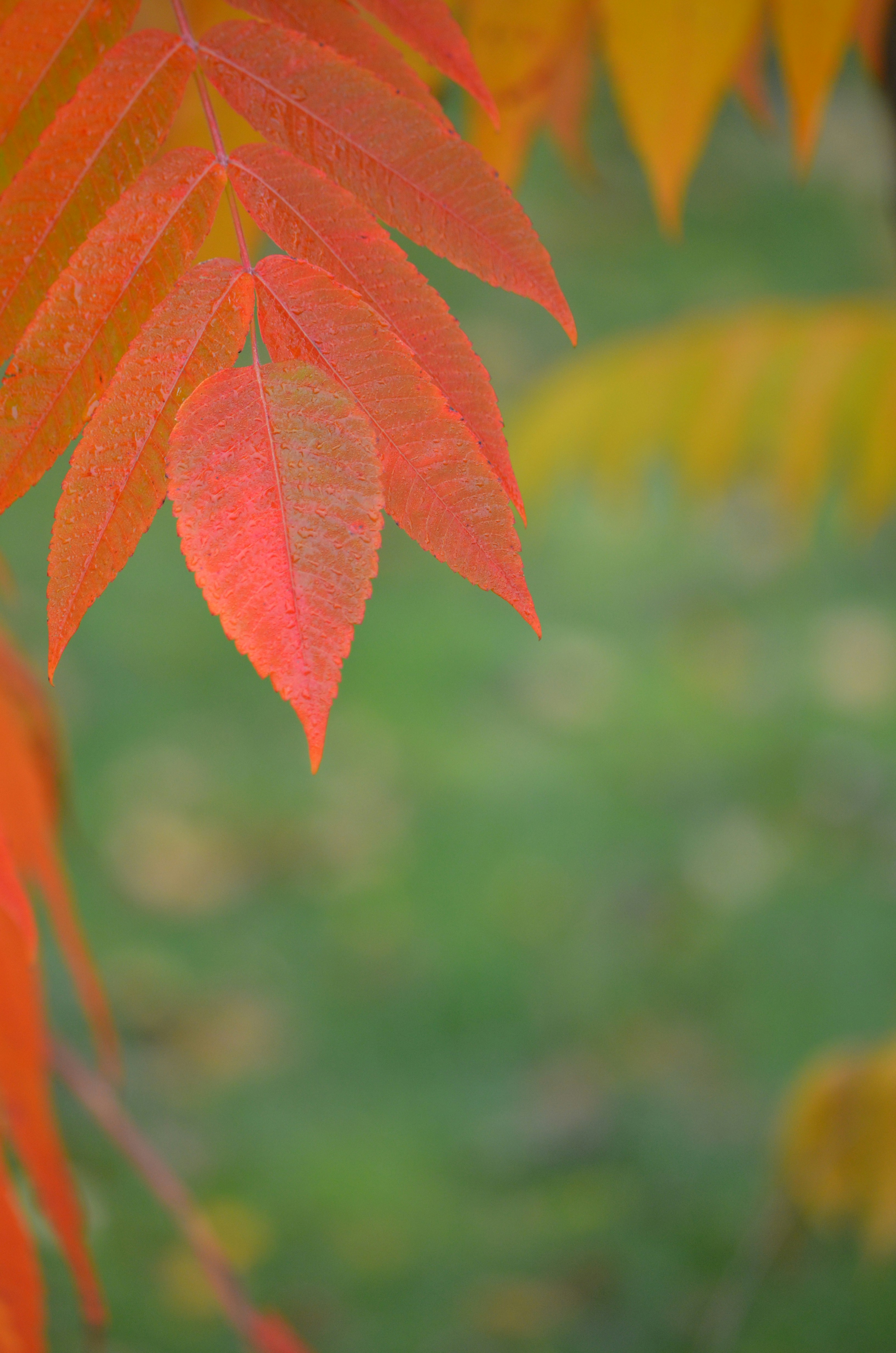 A close up of a red leaf on a tree photo – Free Nature Image on Unsplash
