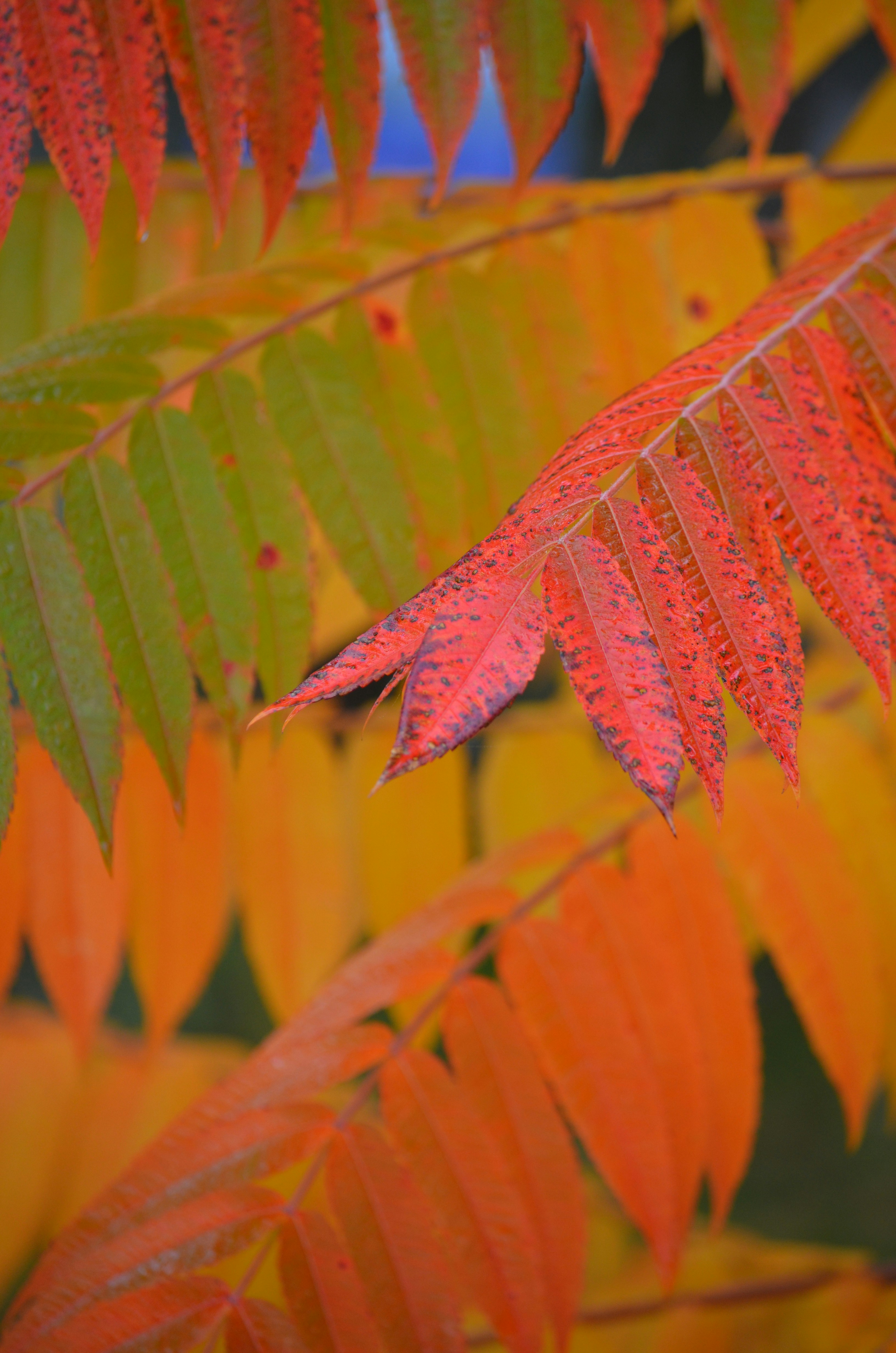Crimson Fronds in Soft Focus: Autumn Leaf Close-Up