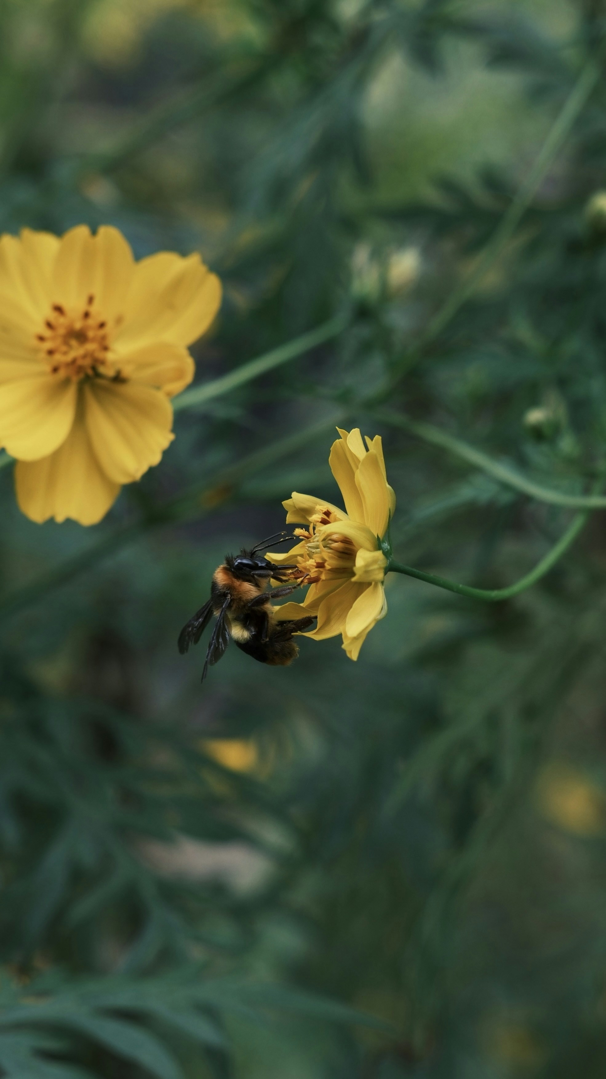 The bee moves with grace, its small body a symbol of life's intricate dance as it drinks from the heart of the flower — a fleeting, beautiful exchange in the endless cycle of existence.