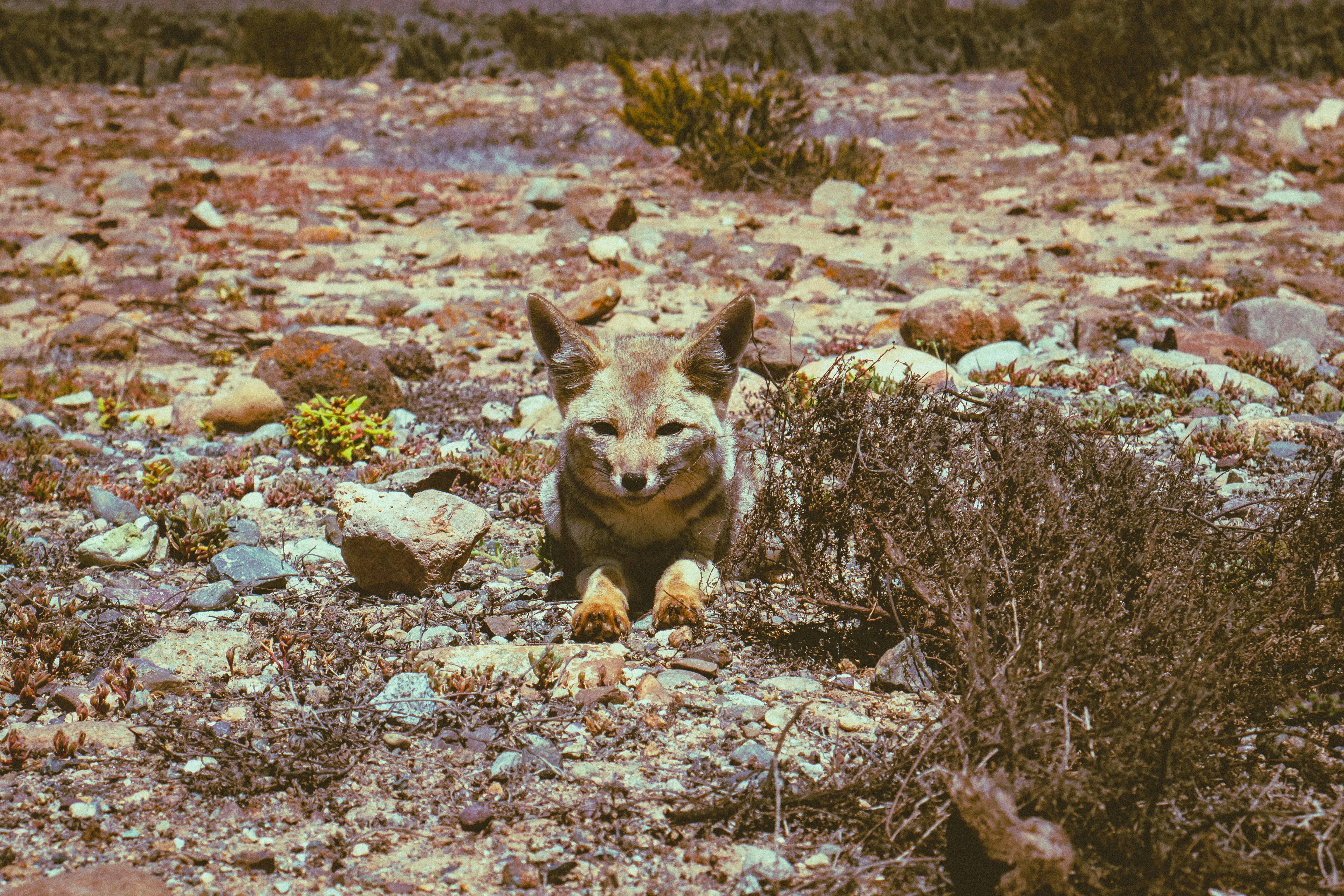 Desert Whisper: A Kit Fox Pauses Among Pebbles