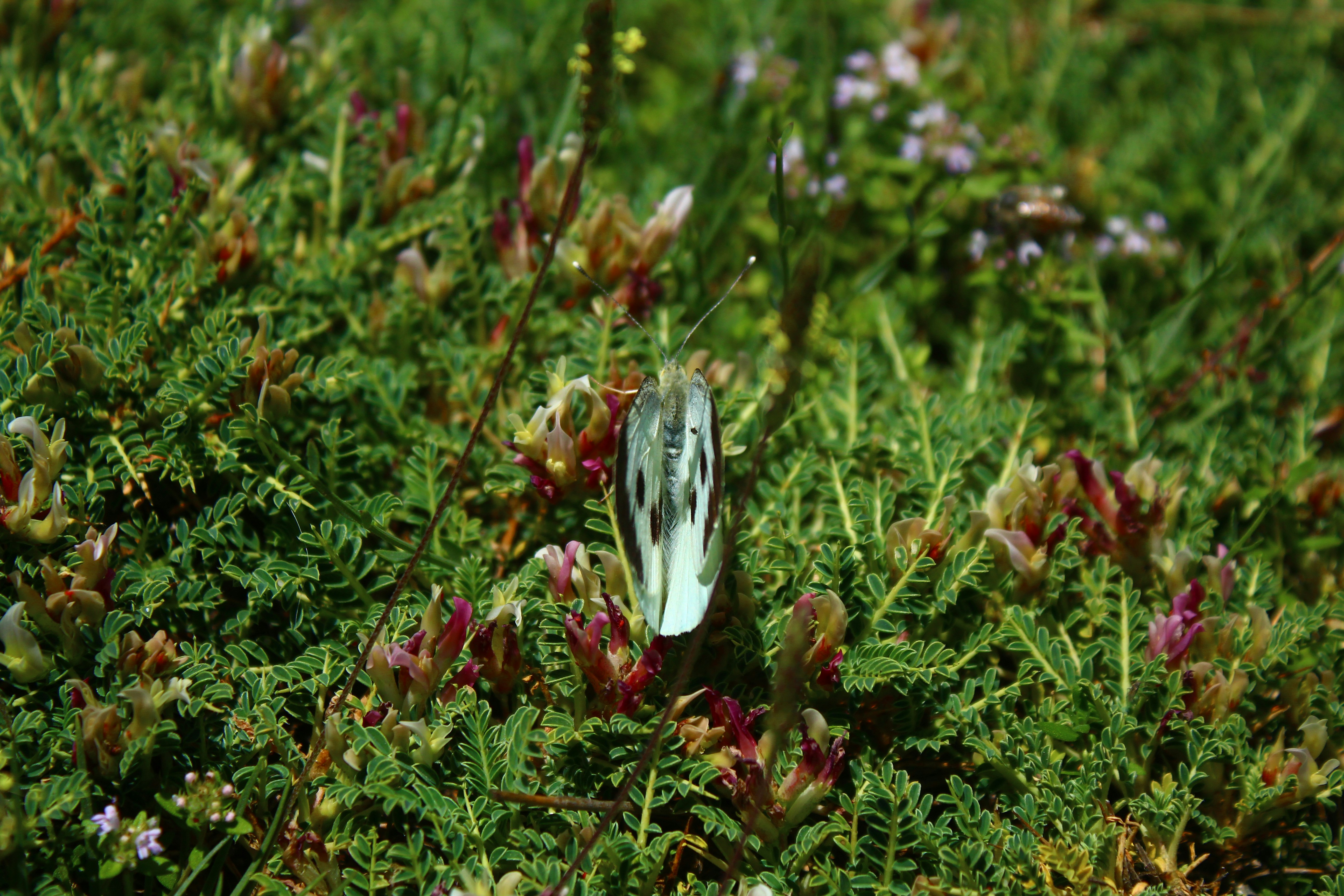 White-winged butterfly rests among emerald heather and pink buds