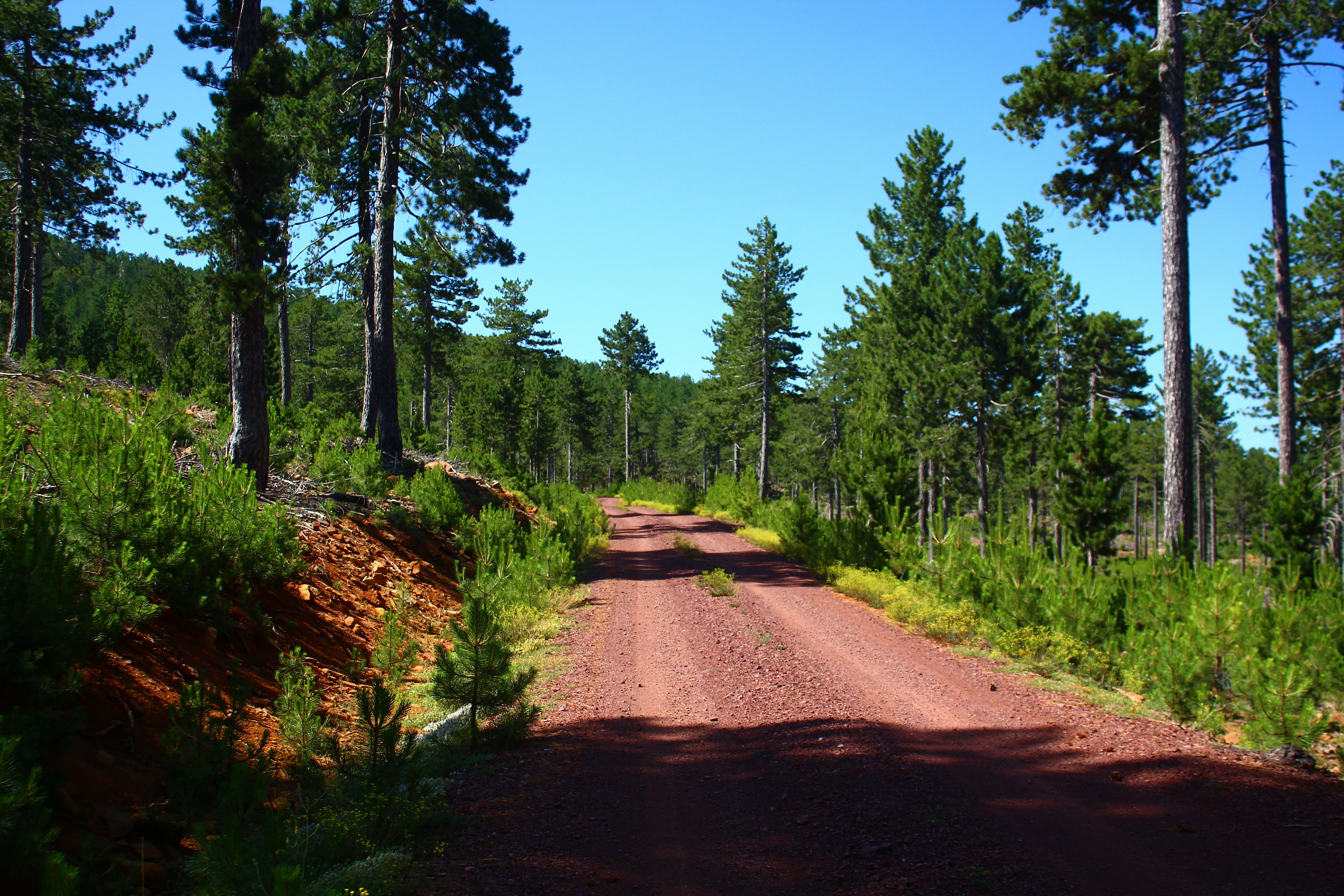 Crimson Dirt Road Winding Through a Pine Forest Under a Clear Sky
