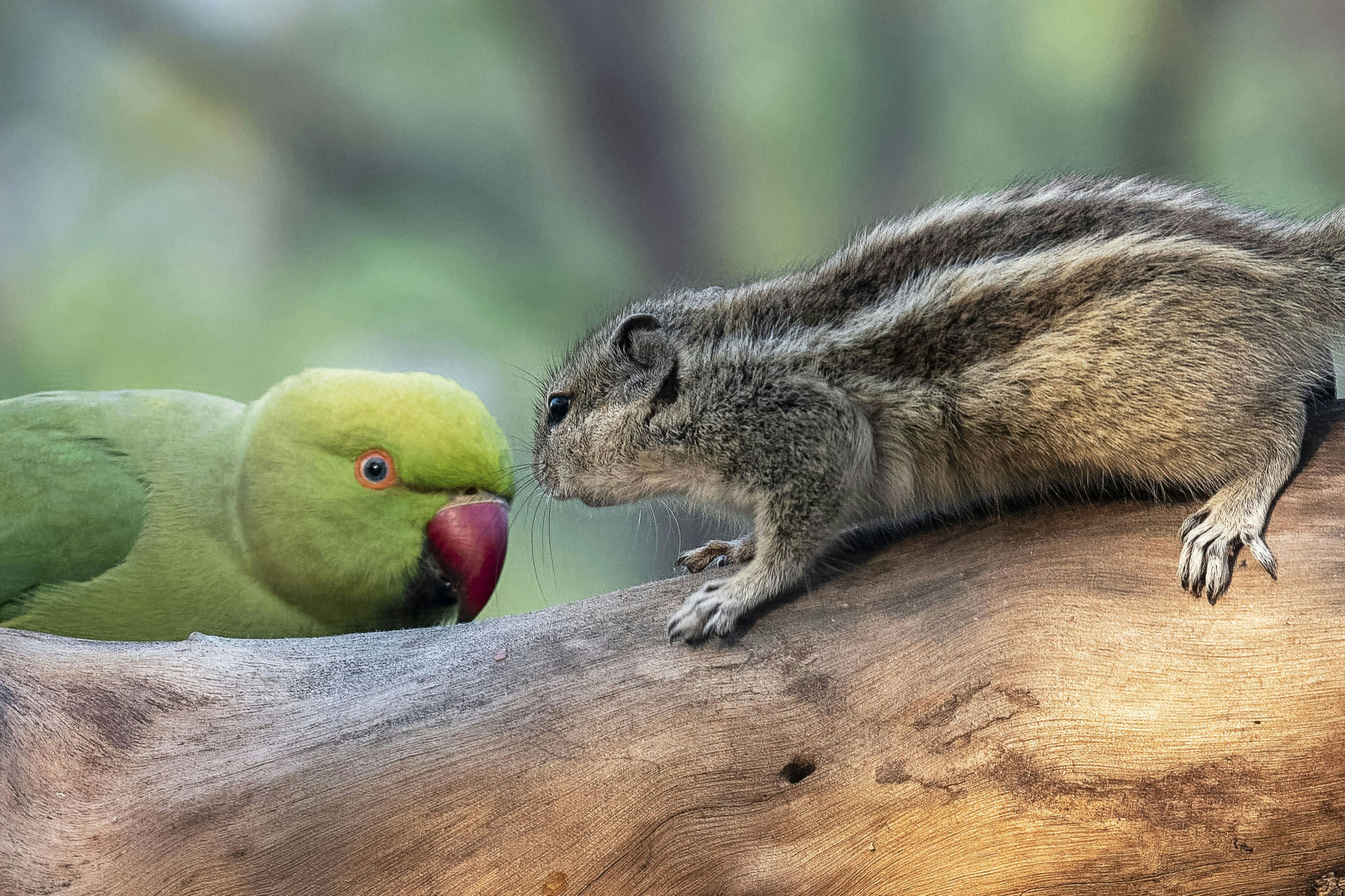 Curious Encounter on a Sunlit Log