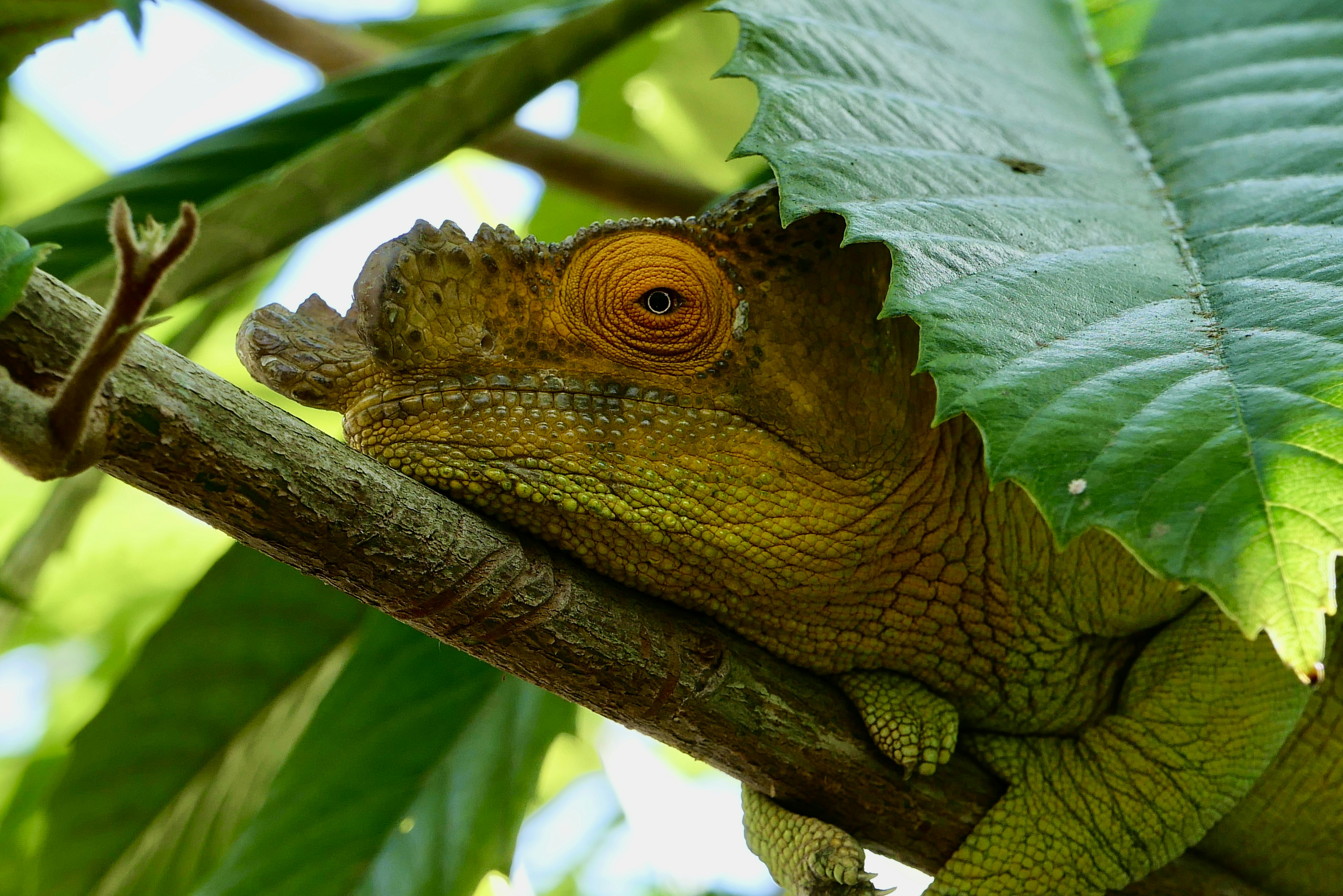 Chameleon resting on a branch, partially hidden by vibrant green leaves.