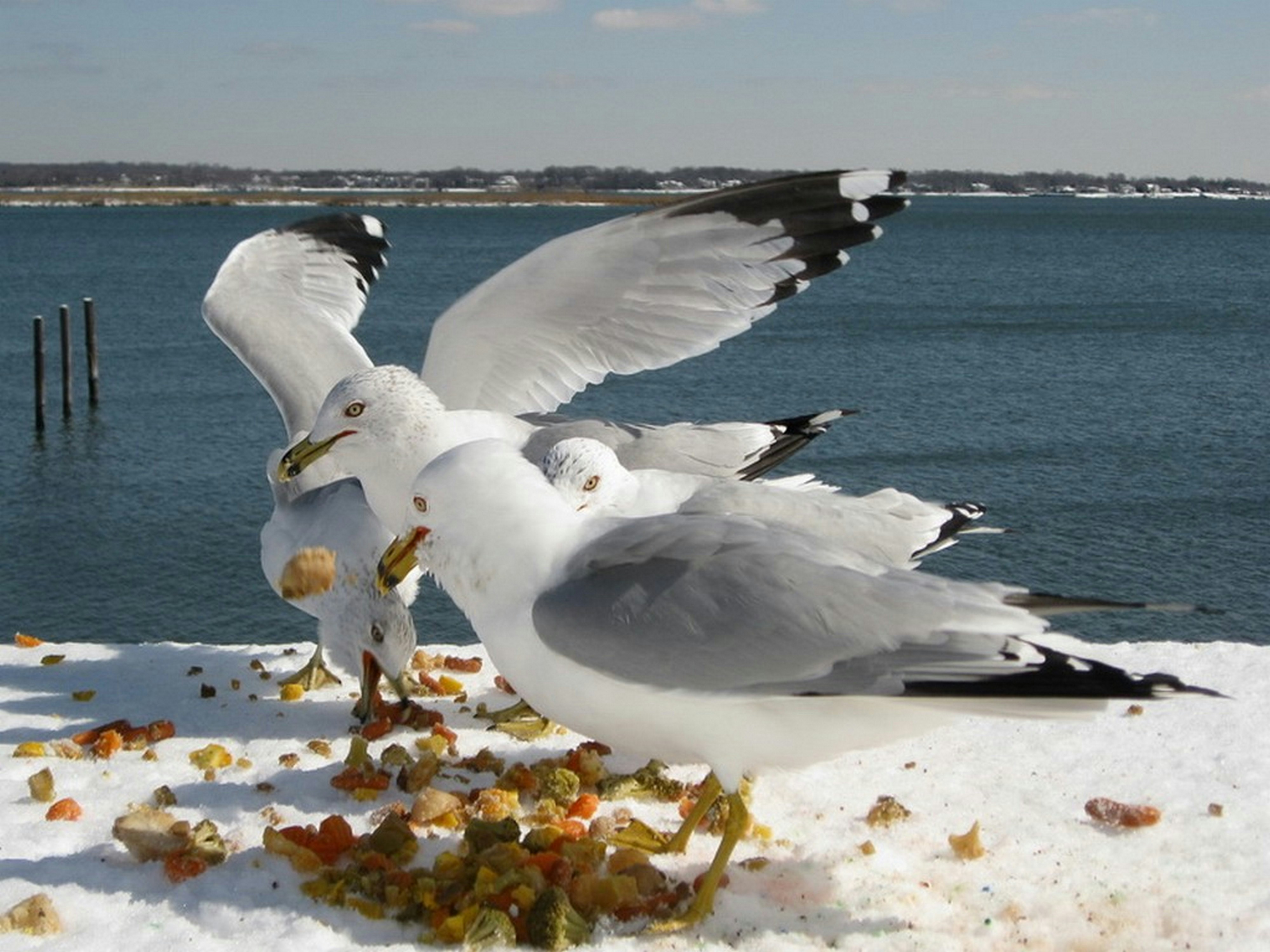 Two seagulls on a snow-covered shoreline with a calm sea in the background, wings spread as they face each other among scattered leaves.
