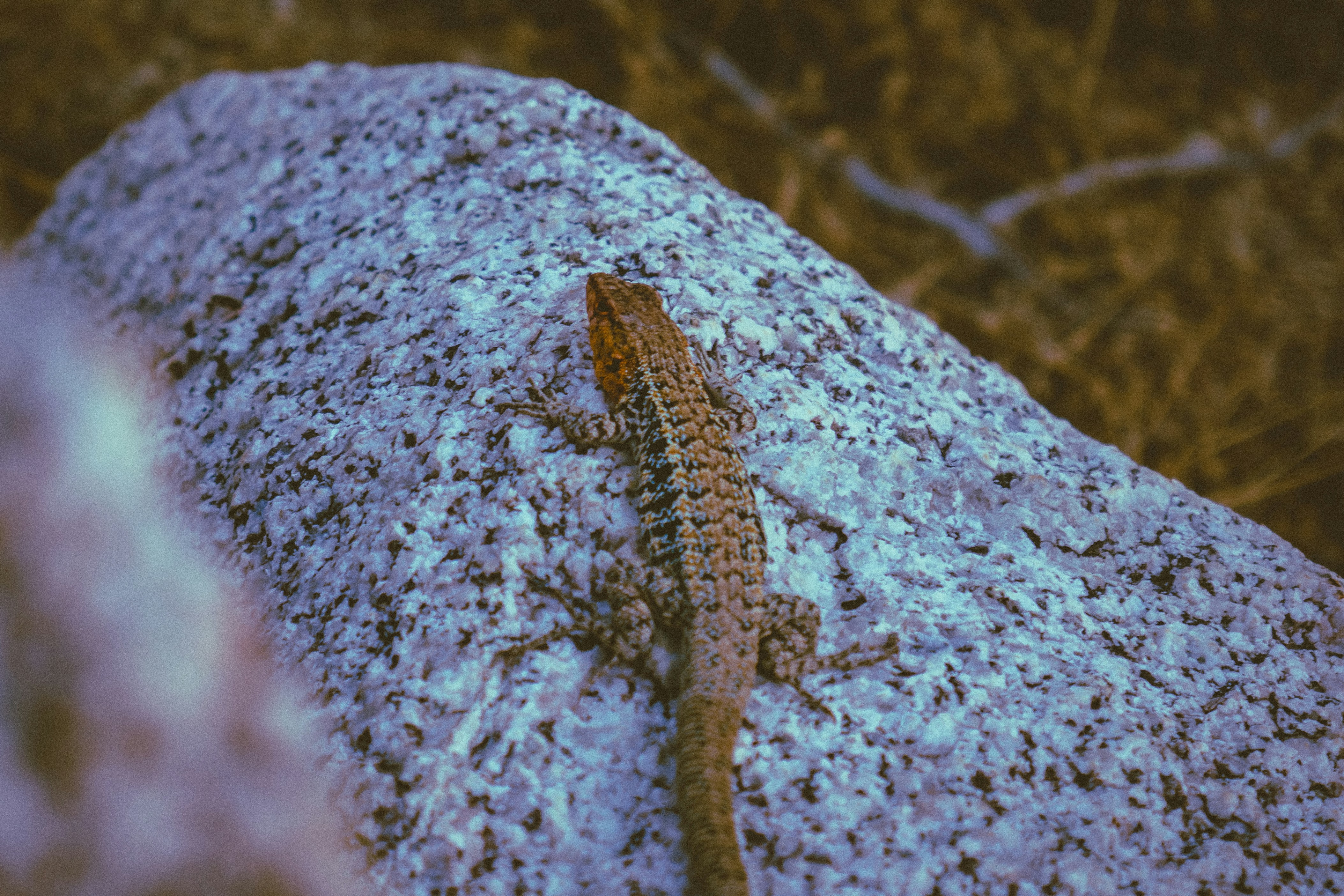 Sunlit Reptile on Textured Stone